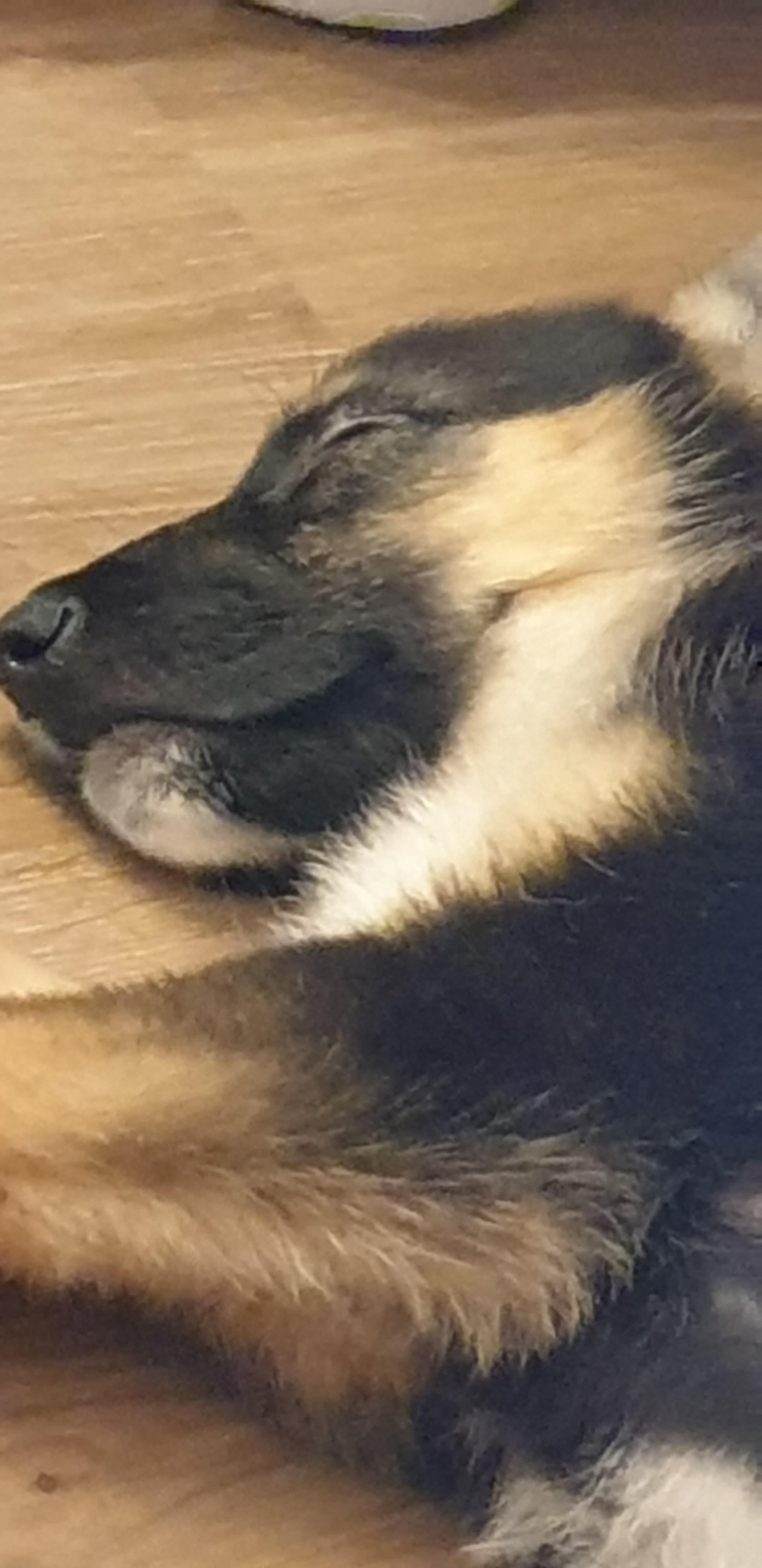 Max having a well deserved nap! | Scrolller