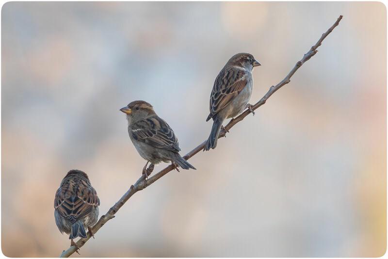 May be the most common species; house sparrow. Still they deserve being photographed ...