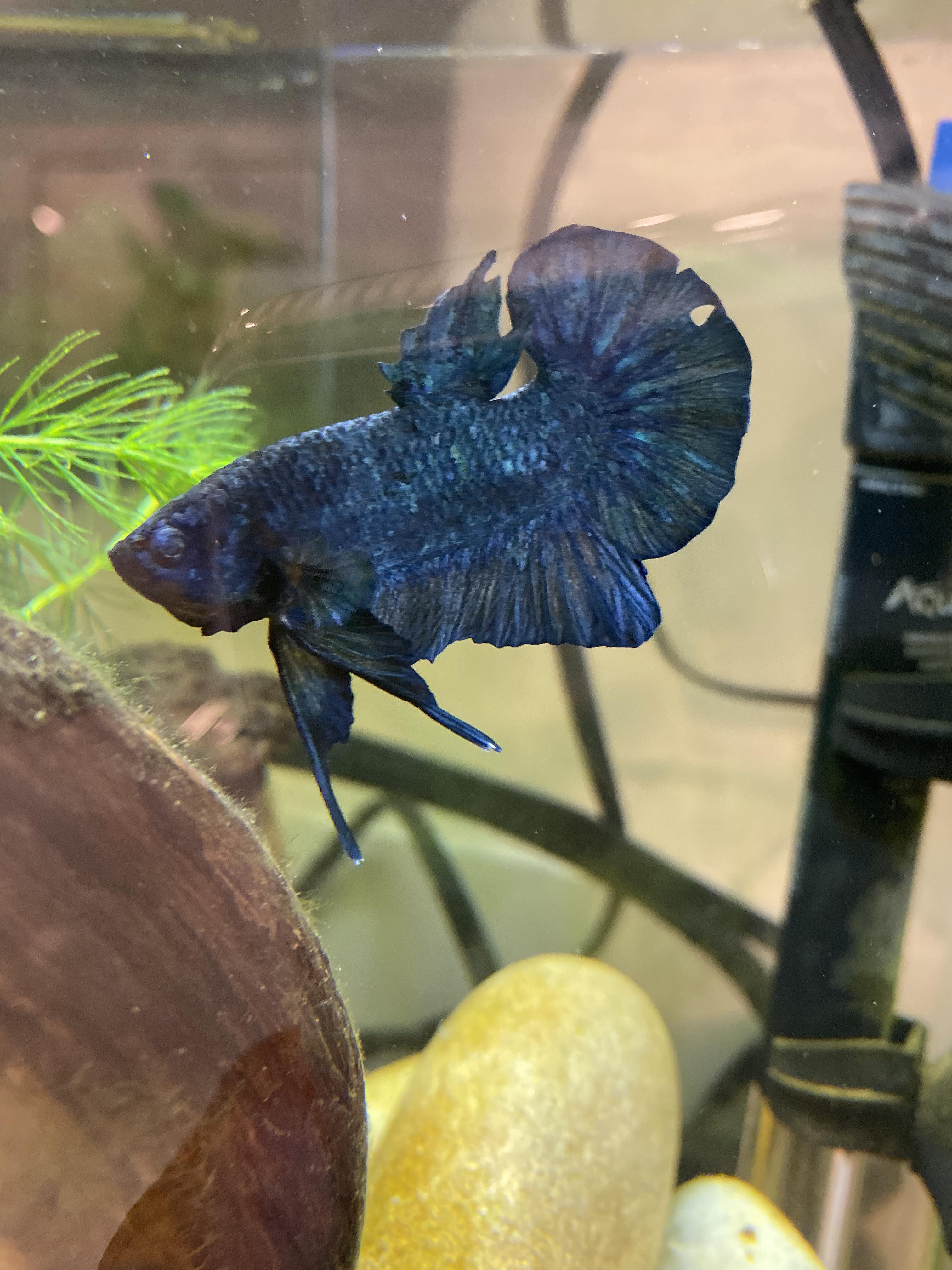 May my first fish and Betta, Mr.Richard, S.I.P. You have been my rock for the past 3 years ...