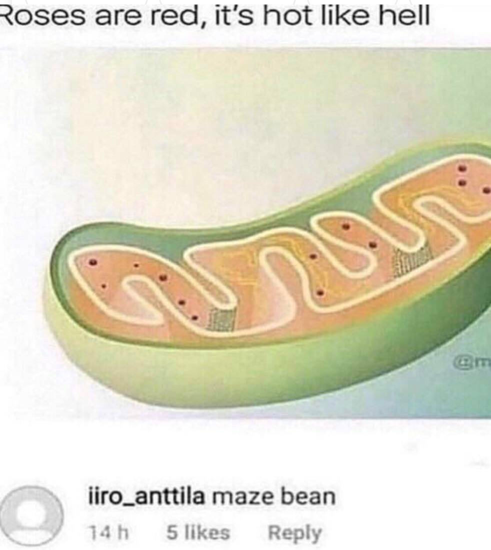 Maze bean | Scrolller