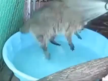 Raccoon Pool Party (X-post from /r/aww) | Scrolller