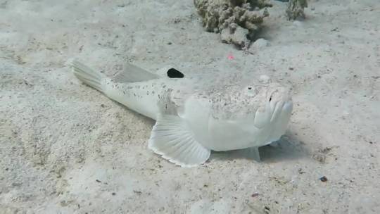 Me? I'm not here. | Scrolller