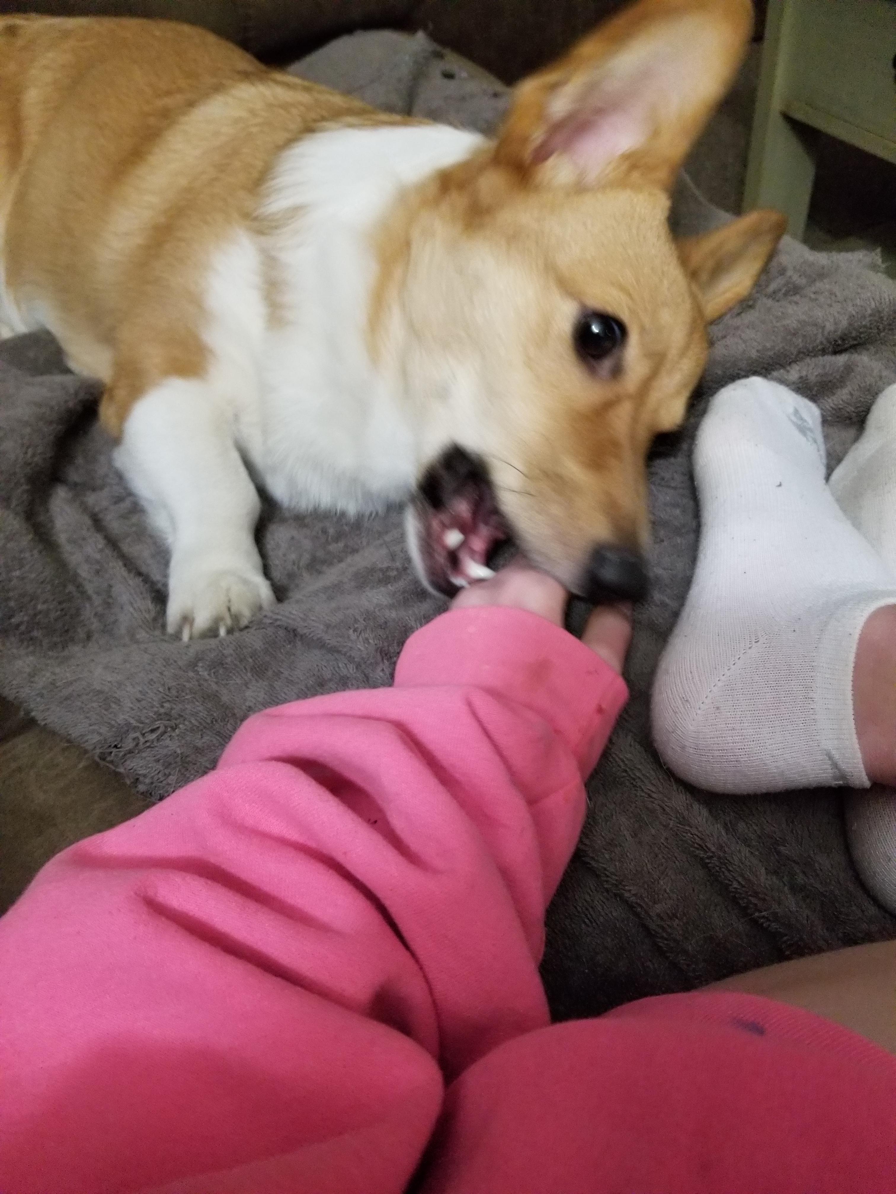 Me: *itches foot* pupper: SO YOU'VE CHOSEN VIOLENCE! | Scrolller