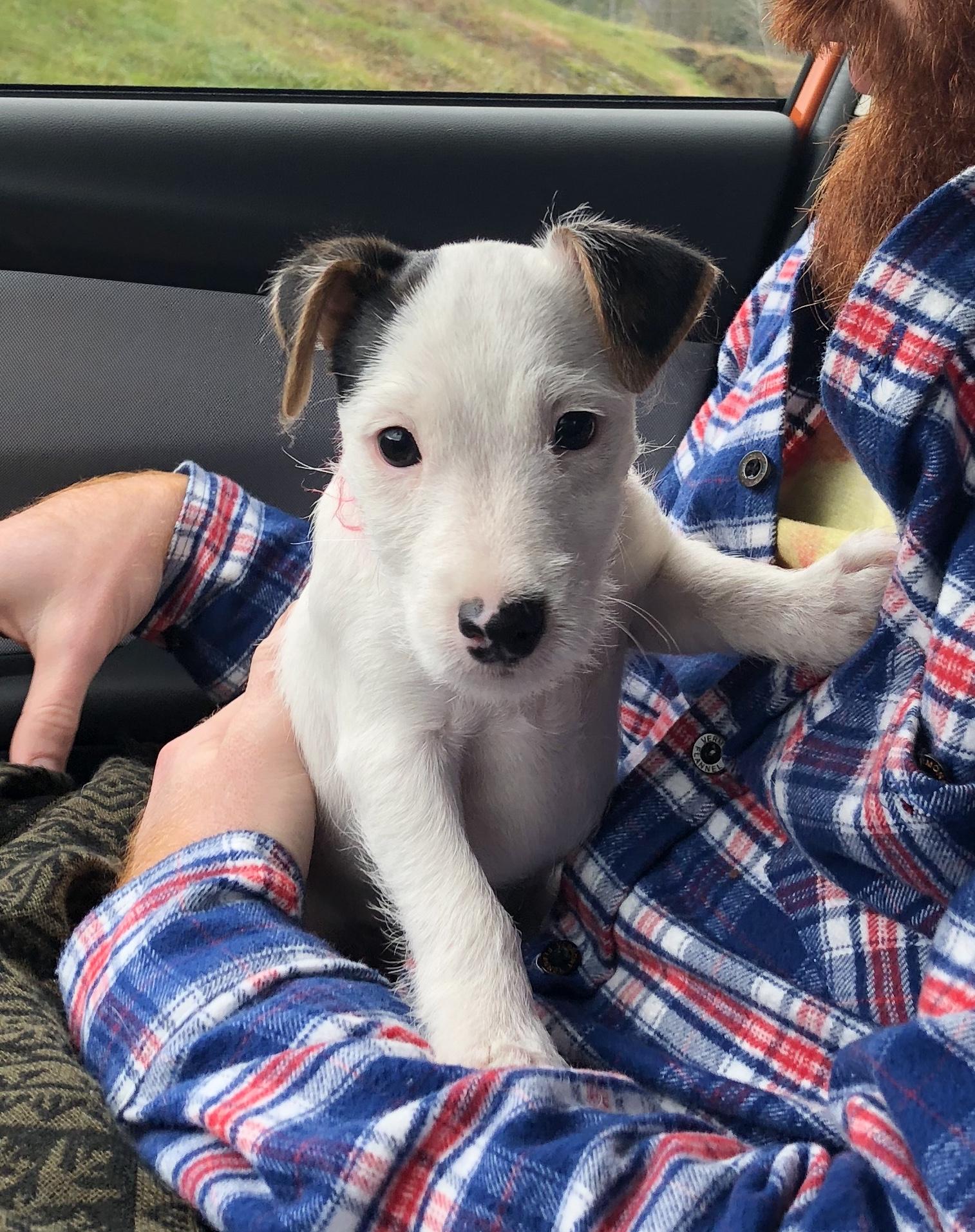 Meet 9 week old Walter | Scrolller