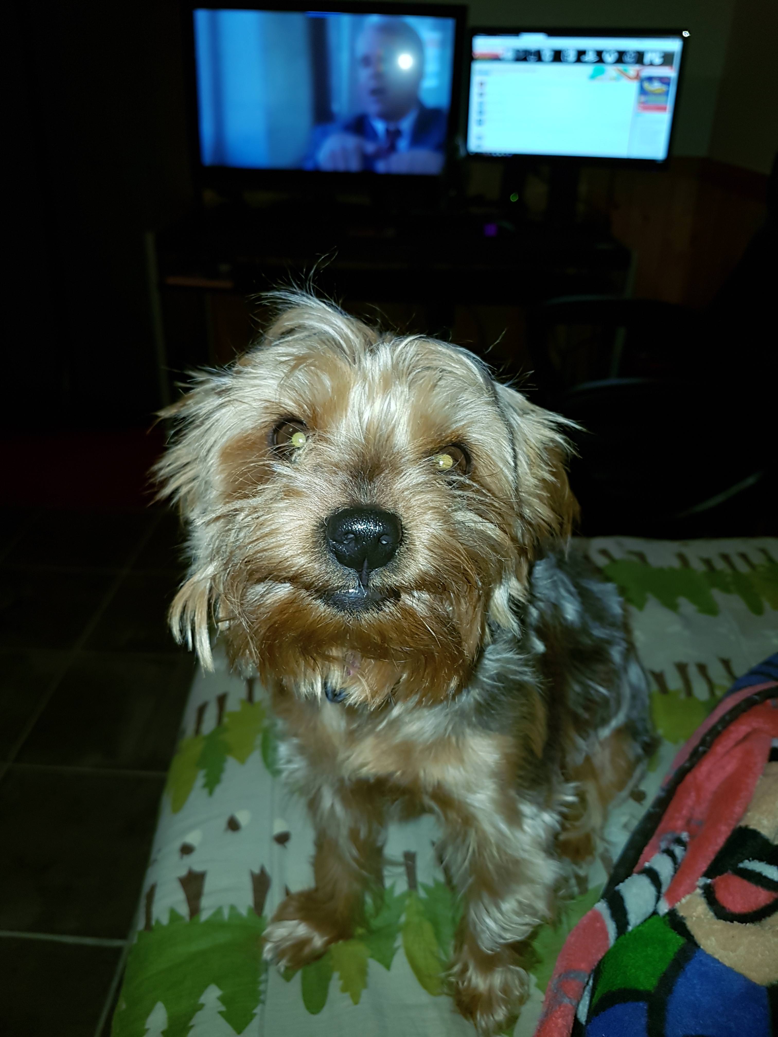 Meet Abby - My Silky Terrier, Best Friend, and Gremlin | Scrolller