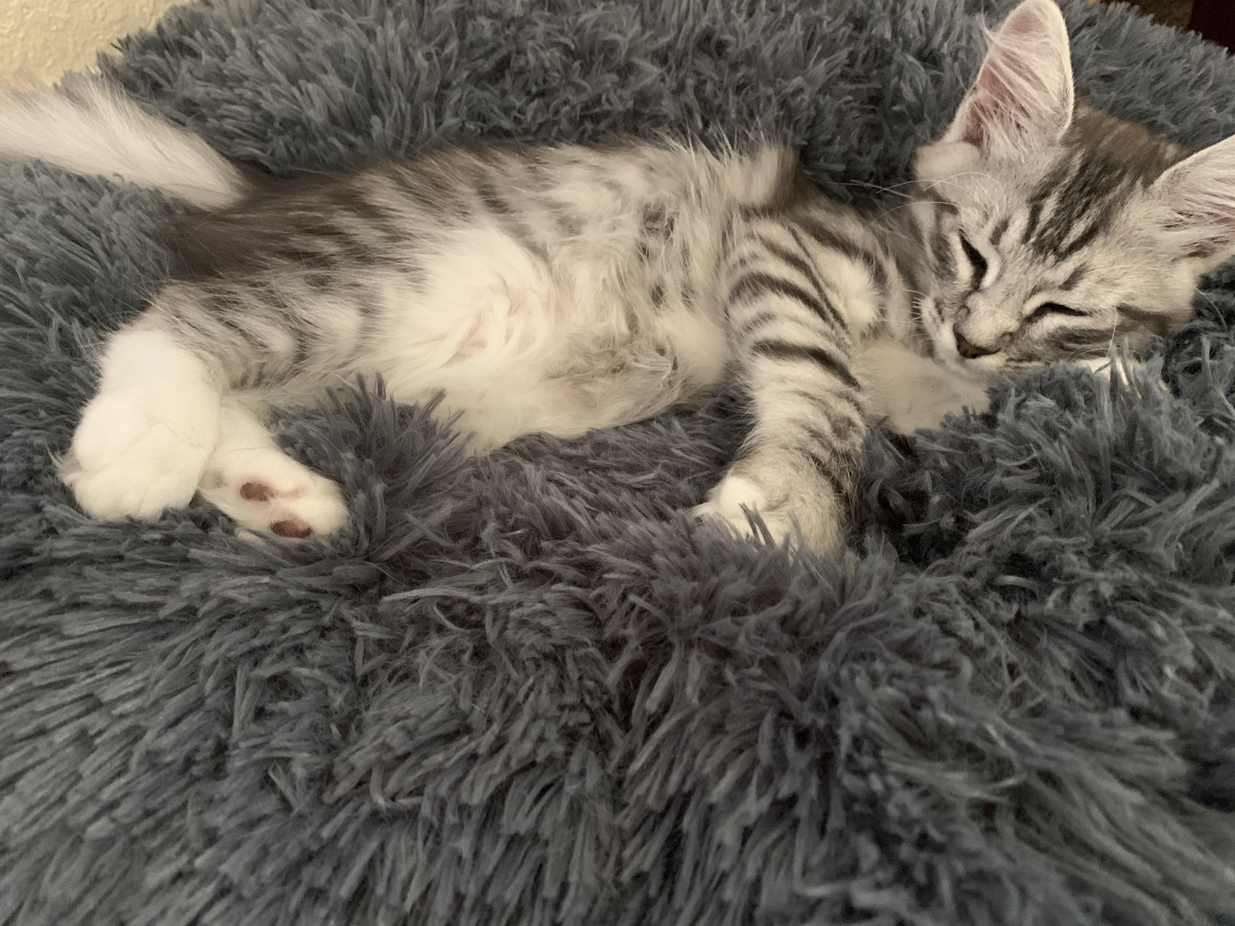 Meet Apollo | Scrolller