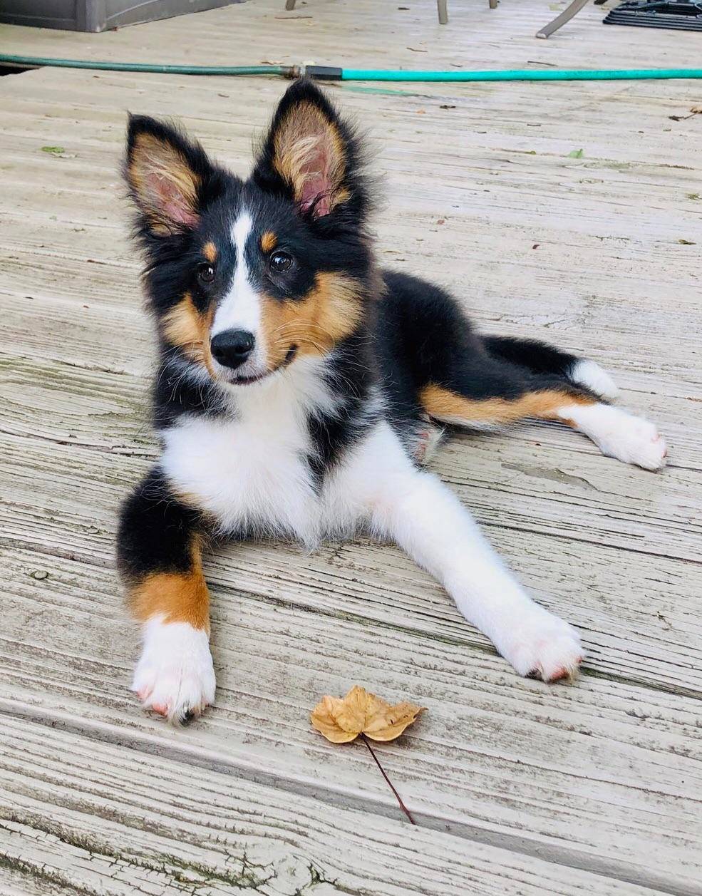 Meet Archie the true Duke of Sussex | Scrolller