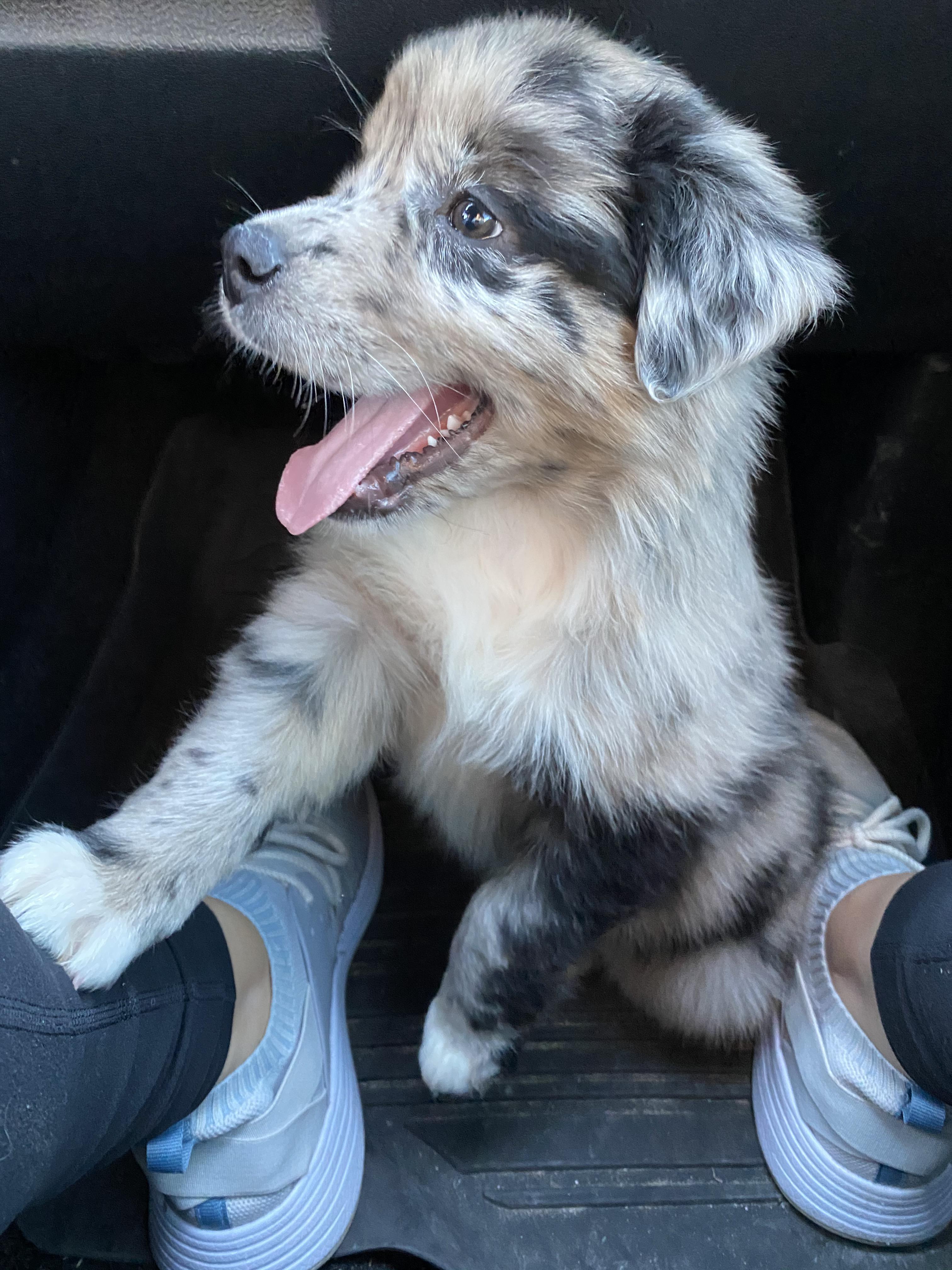 Meet Asher, the 8 week old Aussie!! | Scrolller