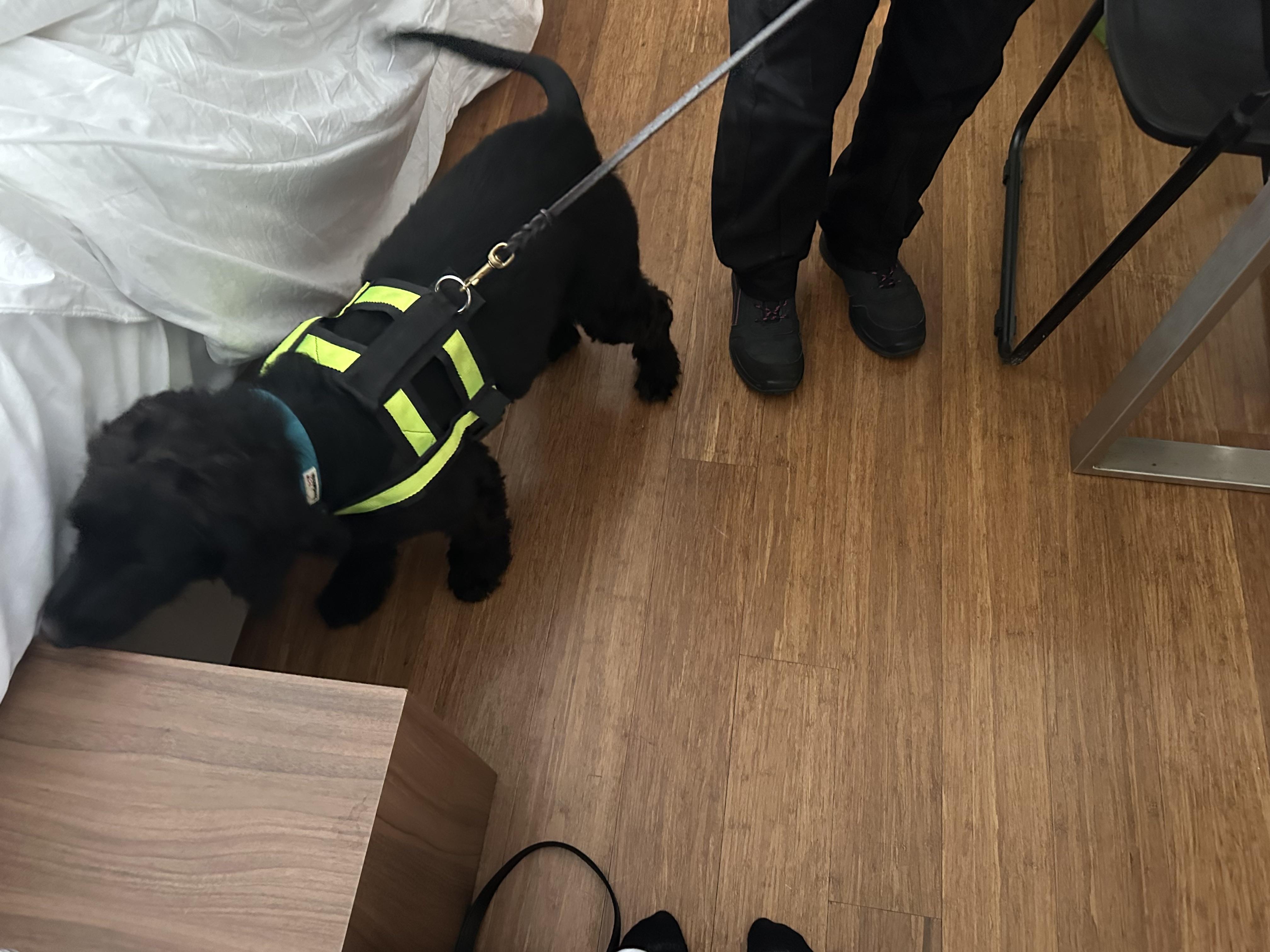 Meet Bailey, our official Bedbug Sniffer in London | Scrolller