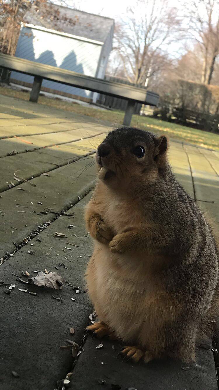 Meet Bean the squirrel | Scrolller