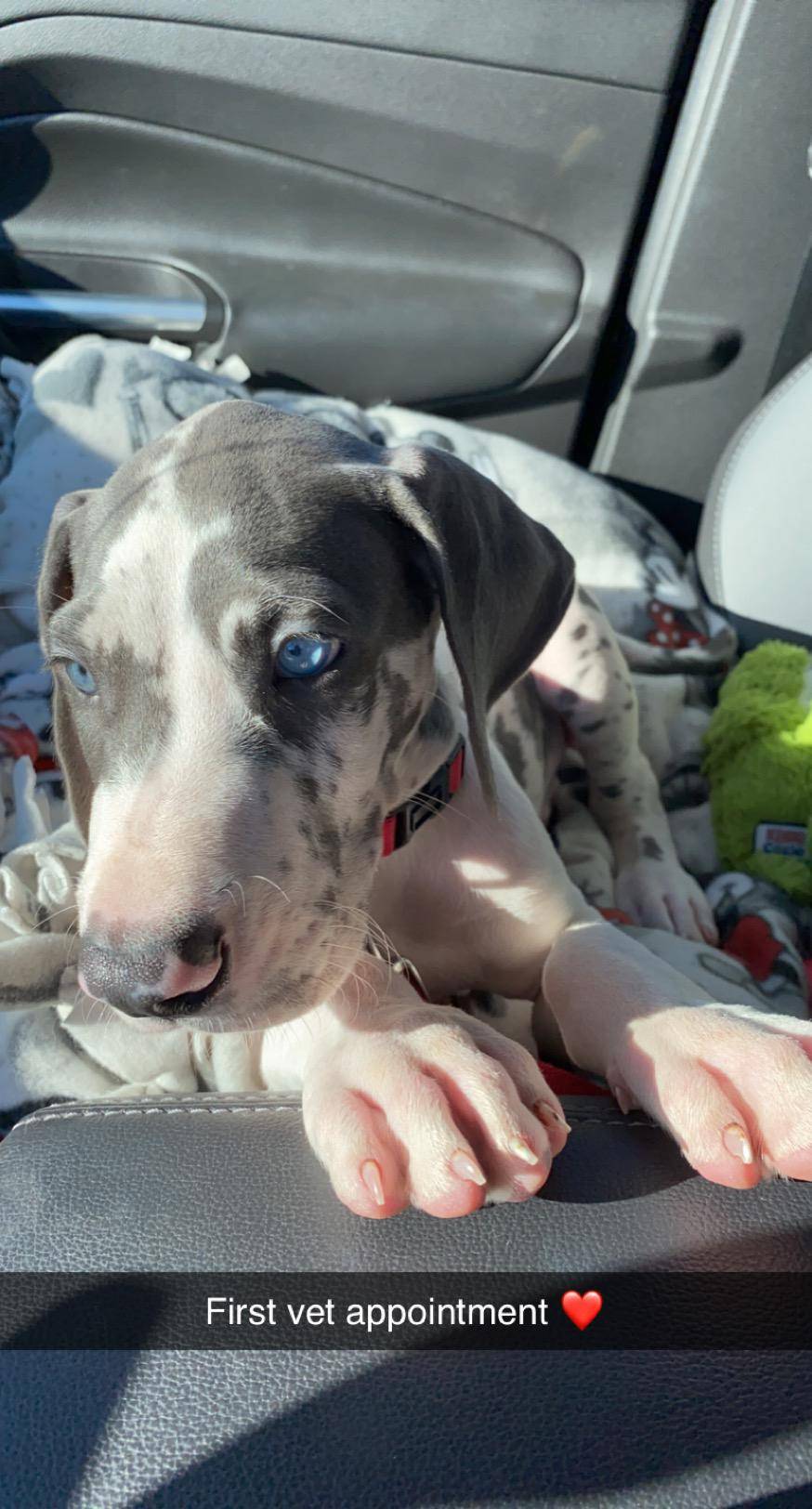 meet Beau my 8 week old Great Dane | Scrolller