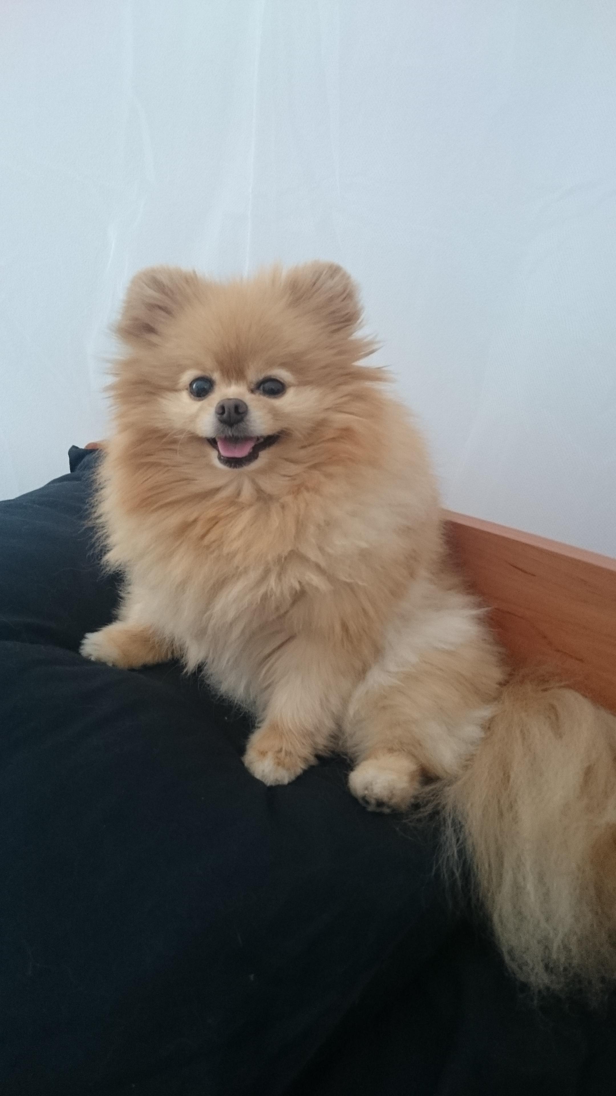 Meet Bella, a 9 year old happy gorl 🦁 | Scrolller