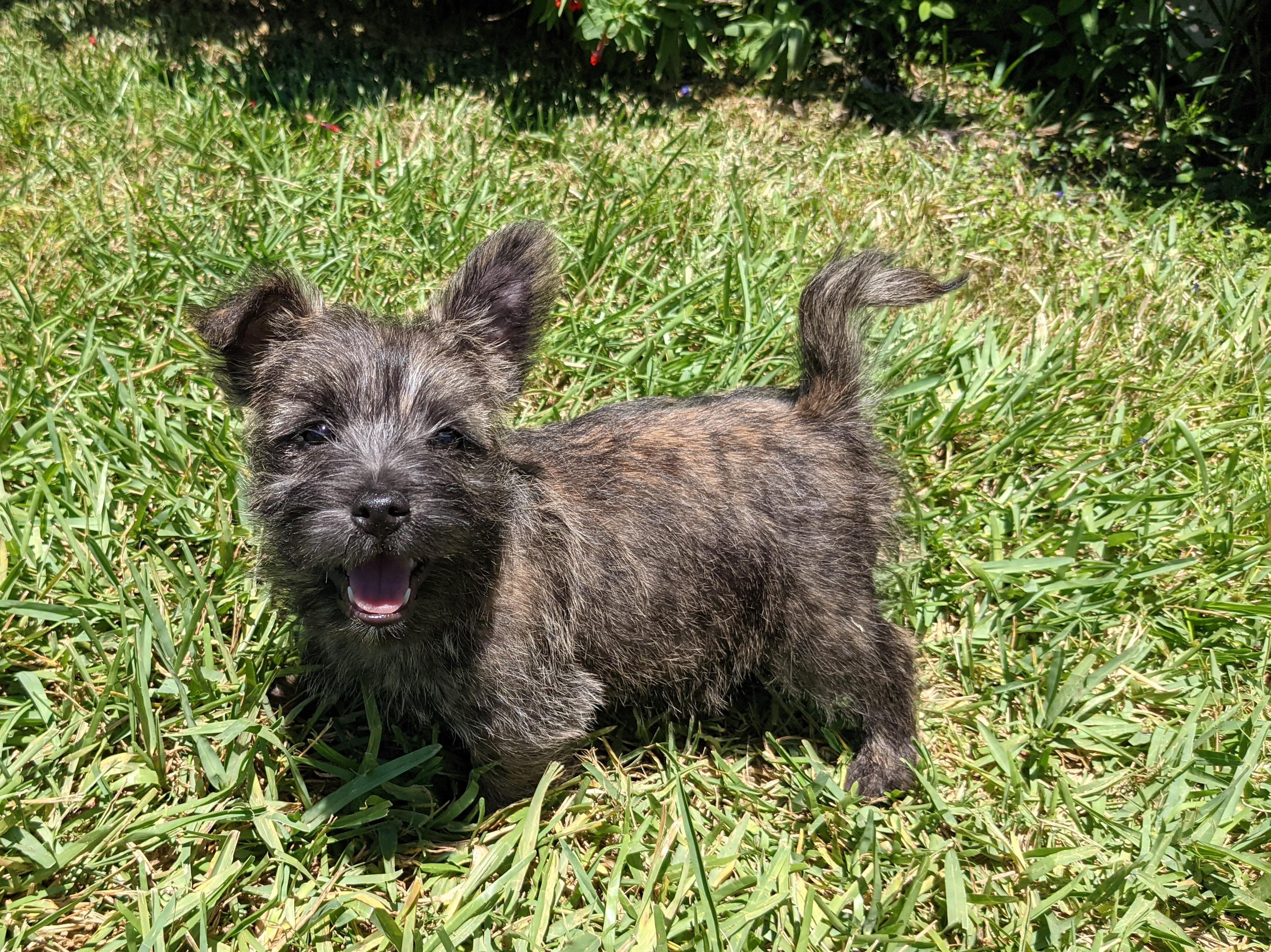 Meet Bentley. Named for his unique tail situation. | Scrolller