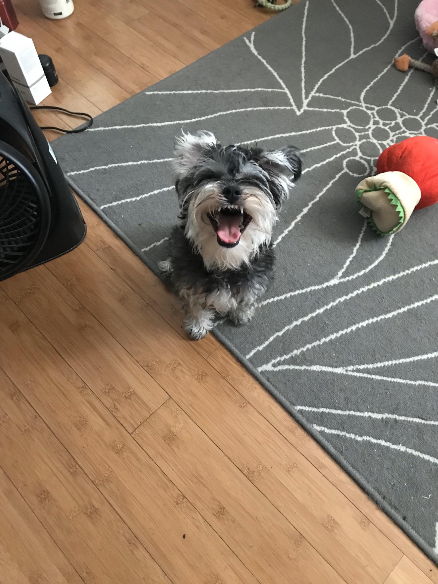 Meet Bleu, my first schnauzer! | Scrolller