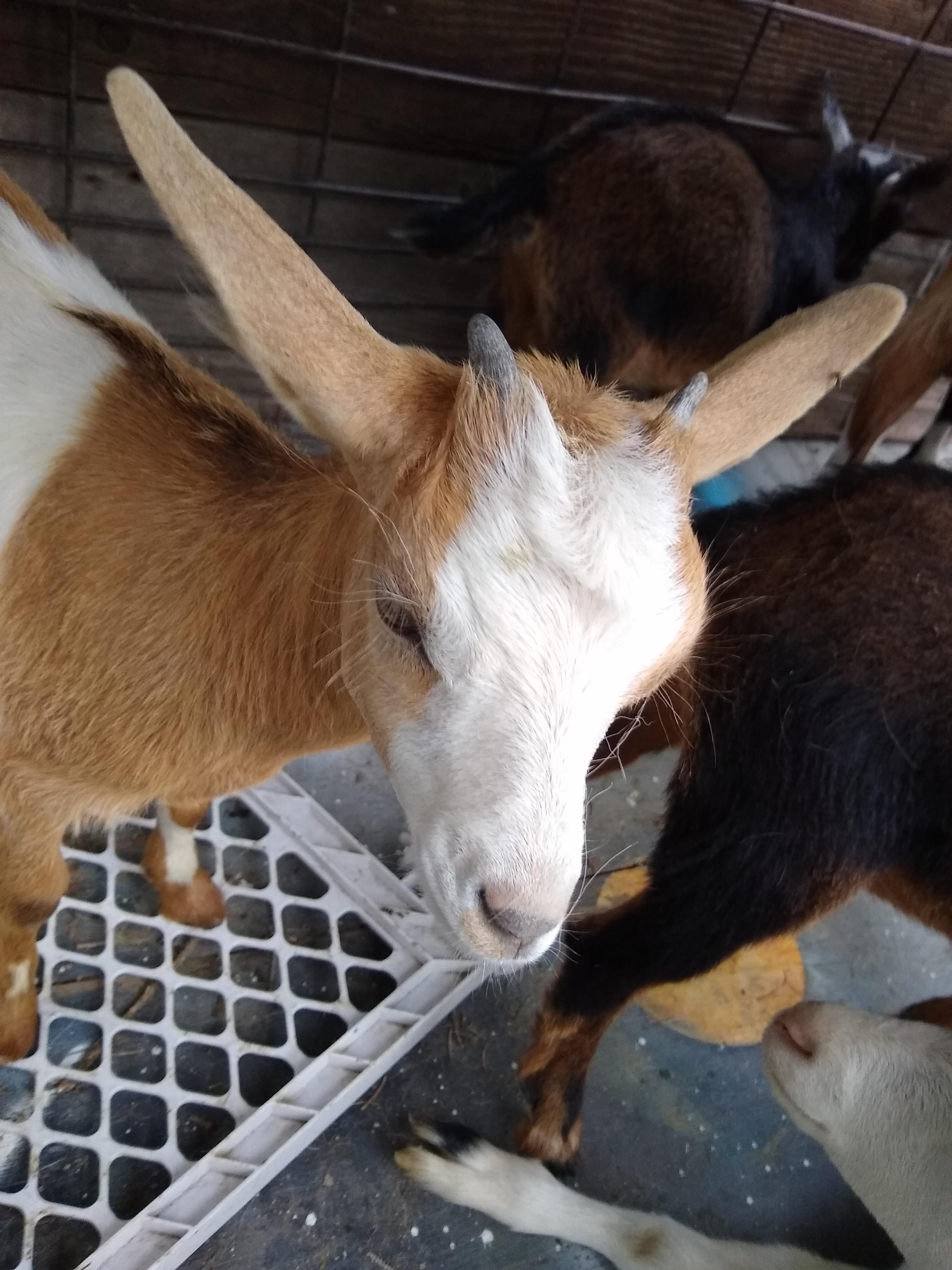 Meet Butterscotch | Scrolller