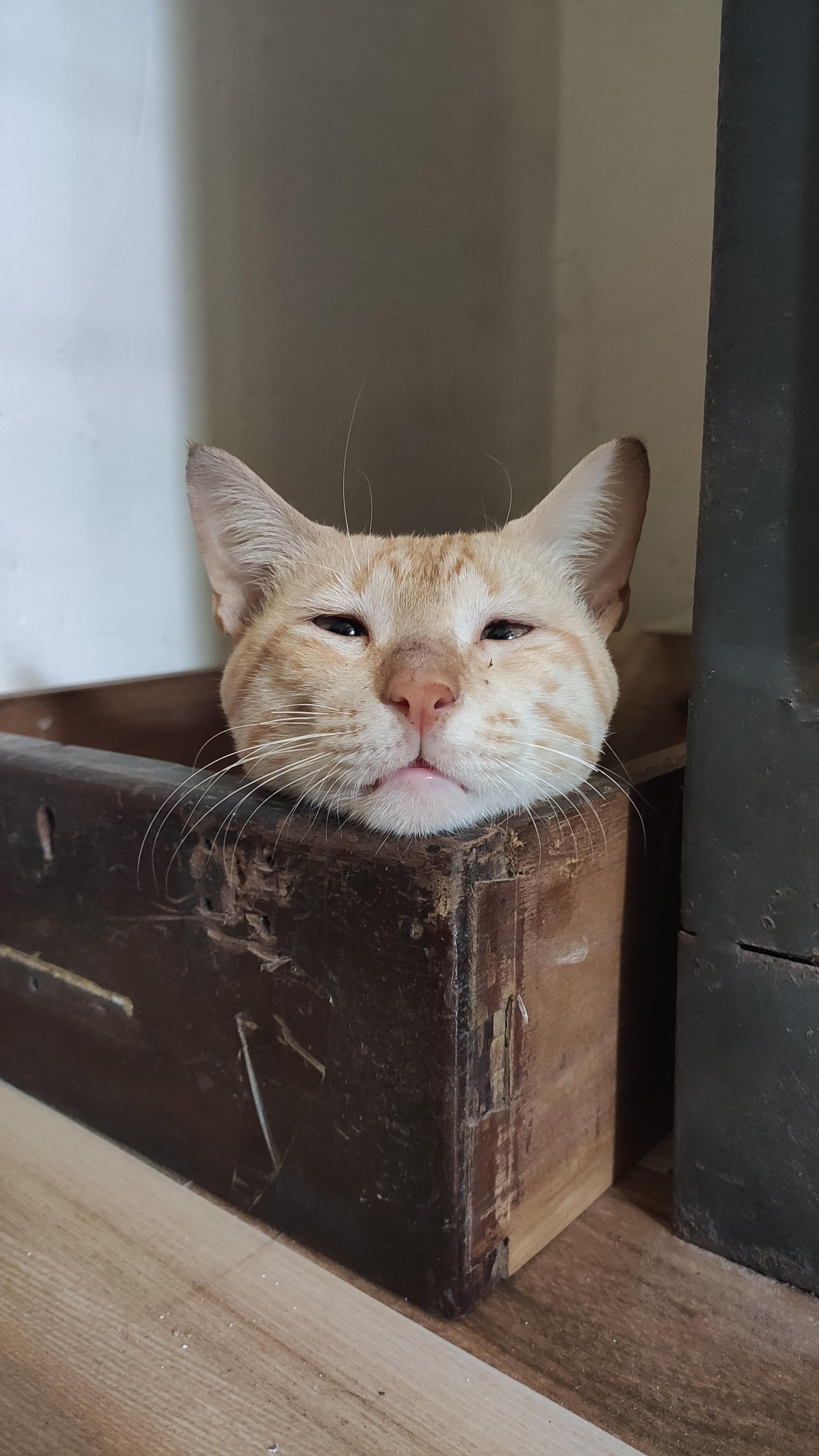 Meet Buushuu | Scrolller