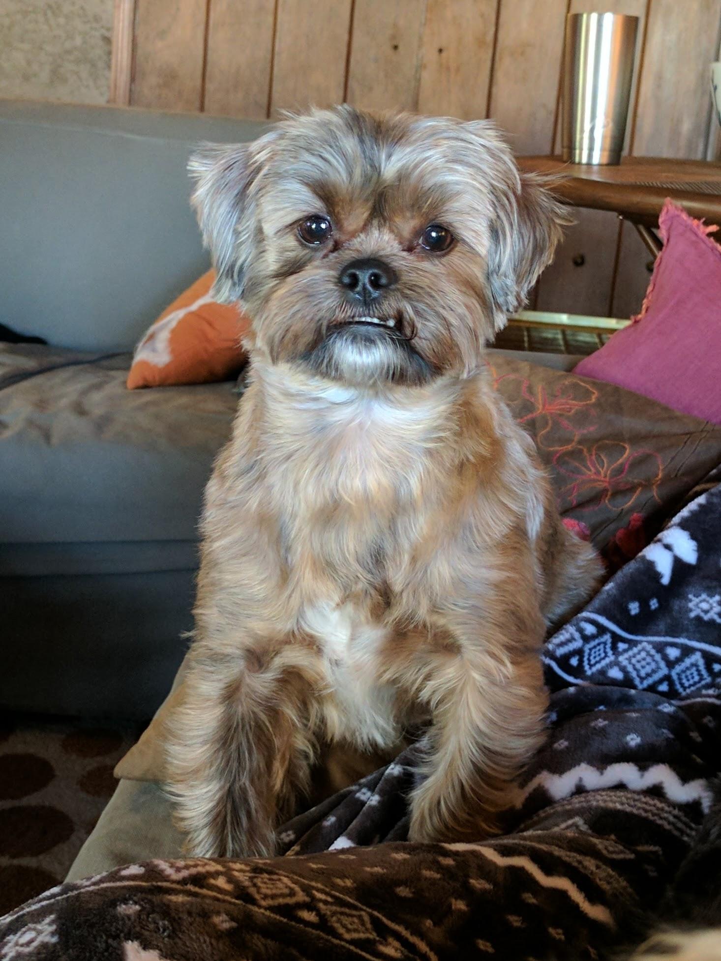 Meet Cairo, the chubby little torpedo | Scrolller