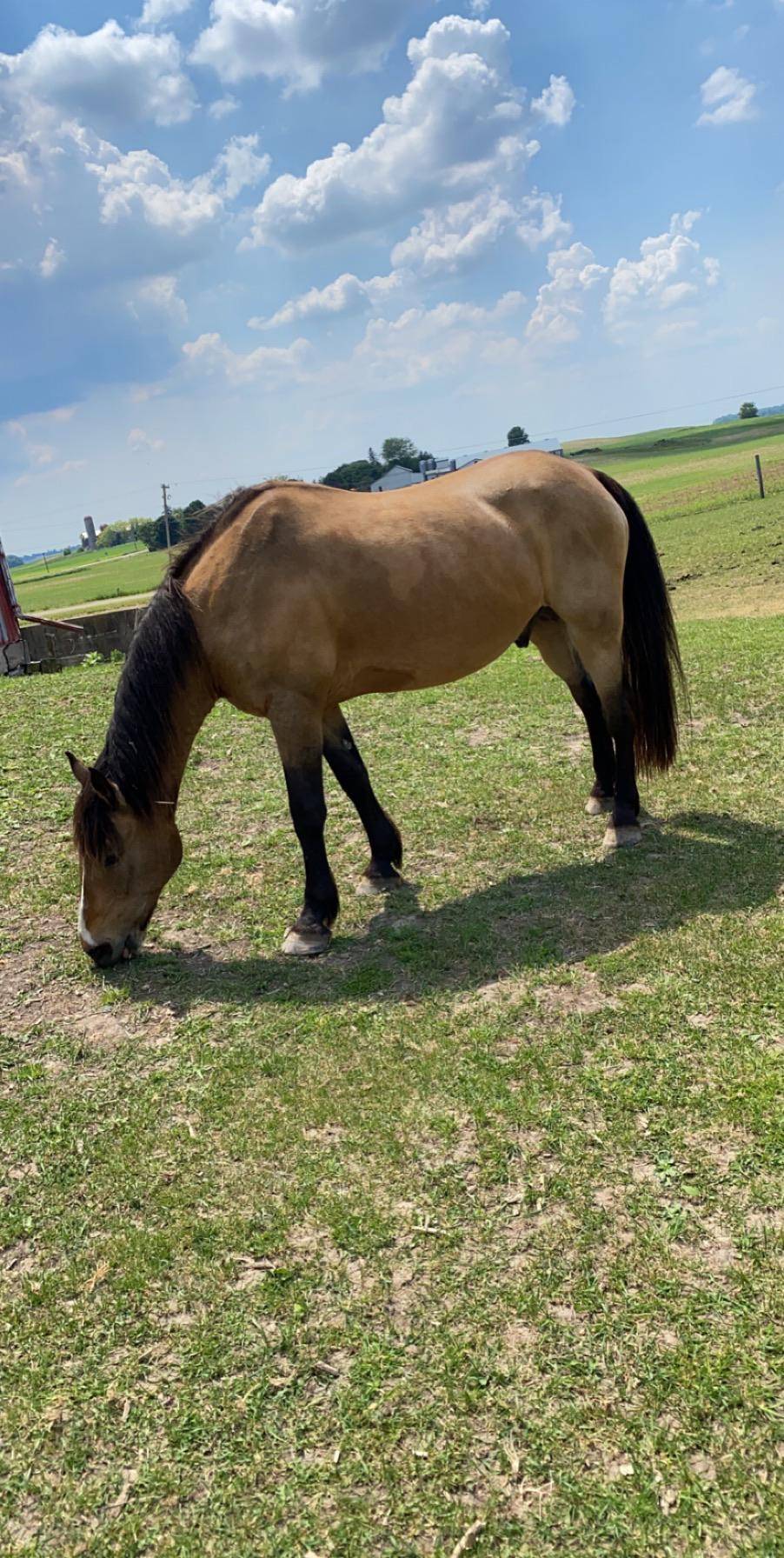 Meet Cake! My Clyde QH cross | Scrolller