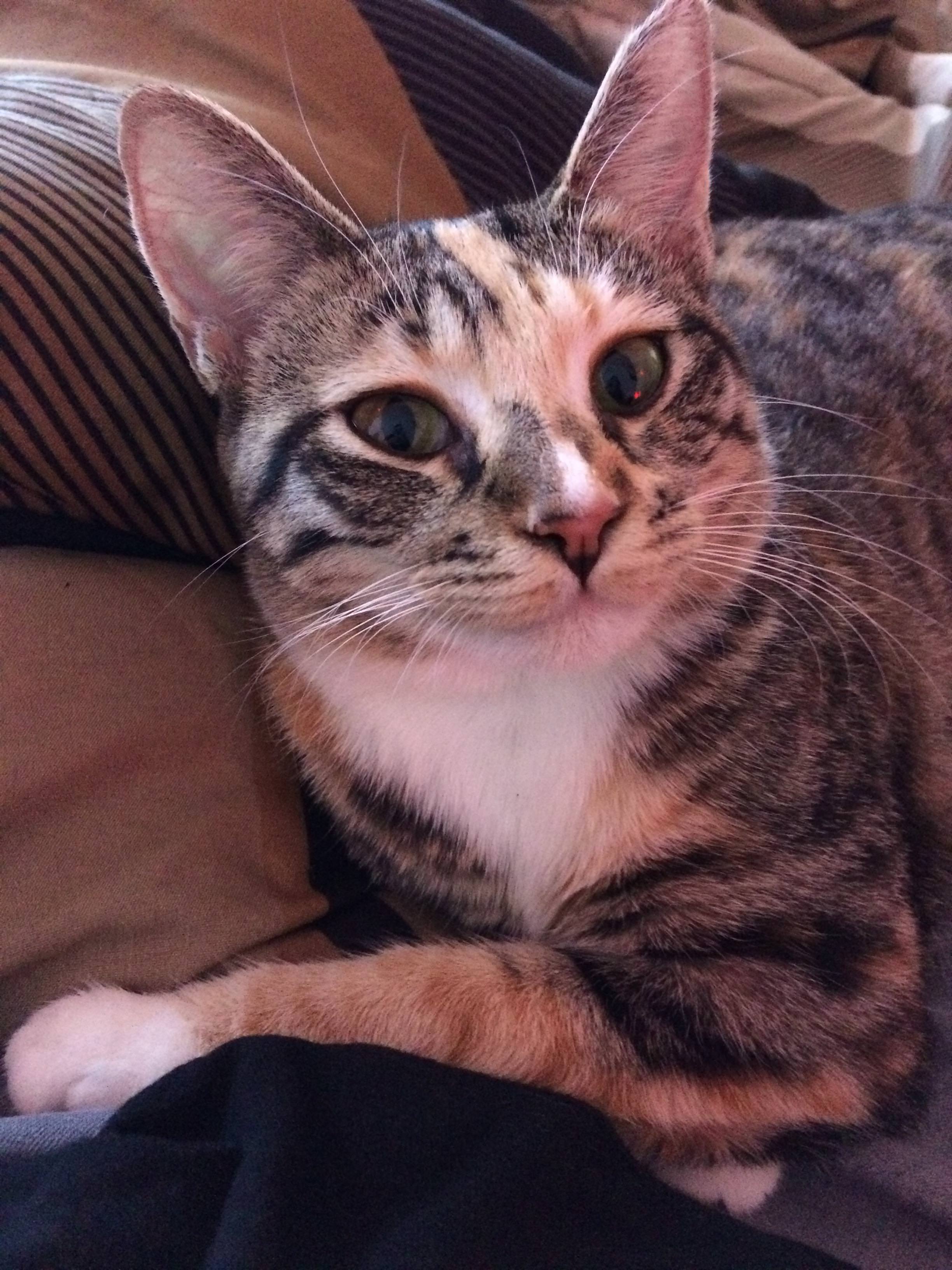 Meet Cake, my half and half tabby :) | Scrolller