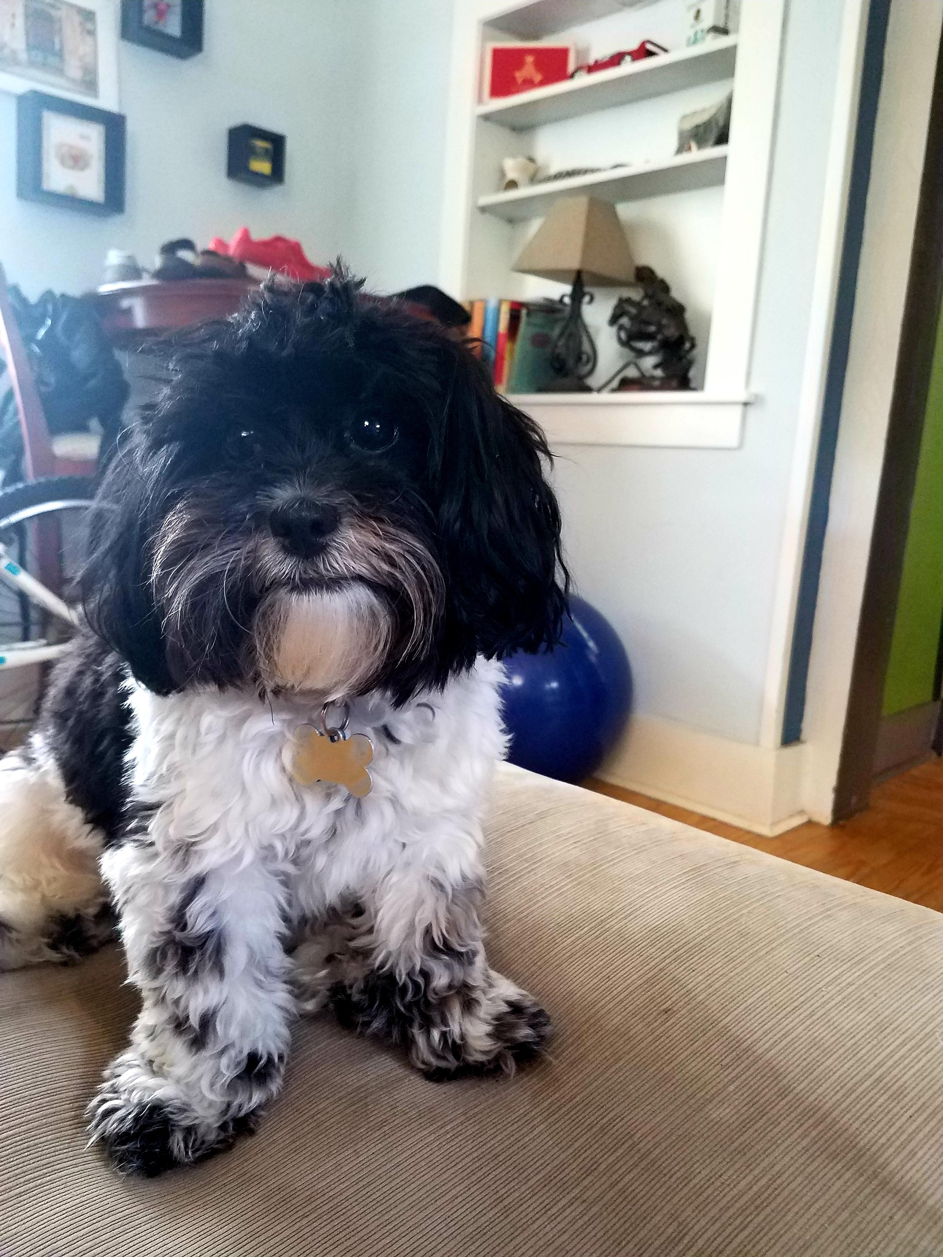 Meet Chester | Scrolller