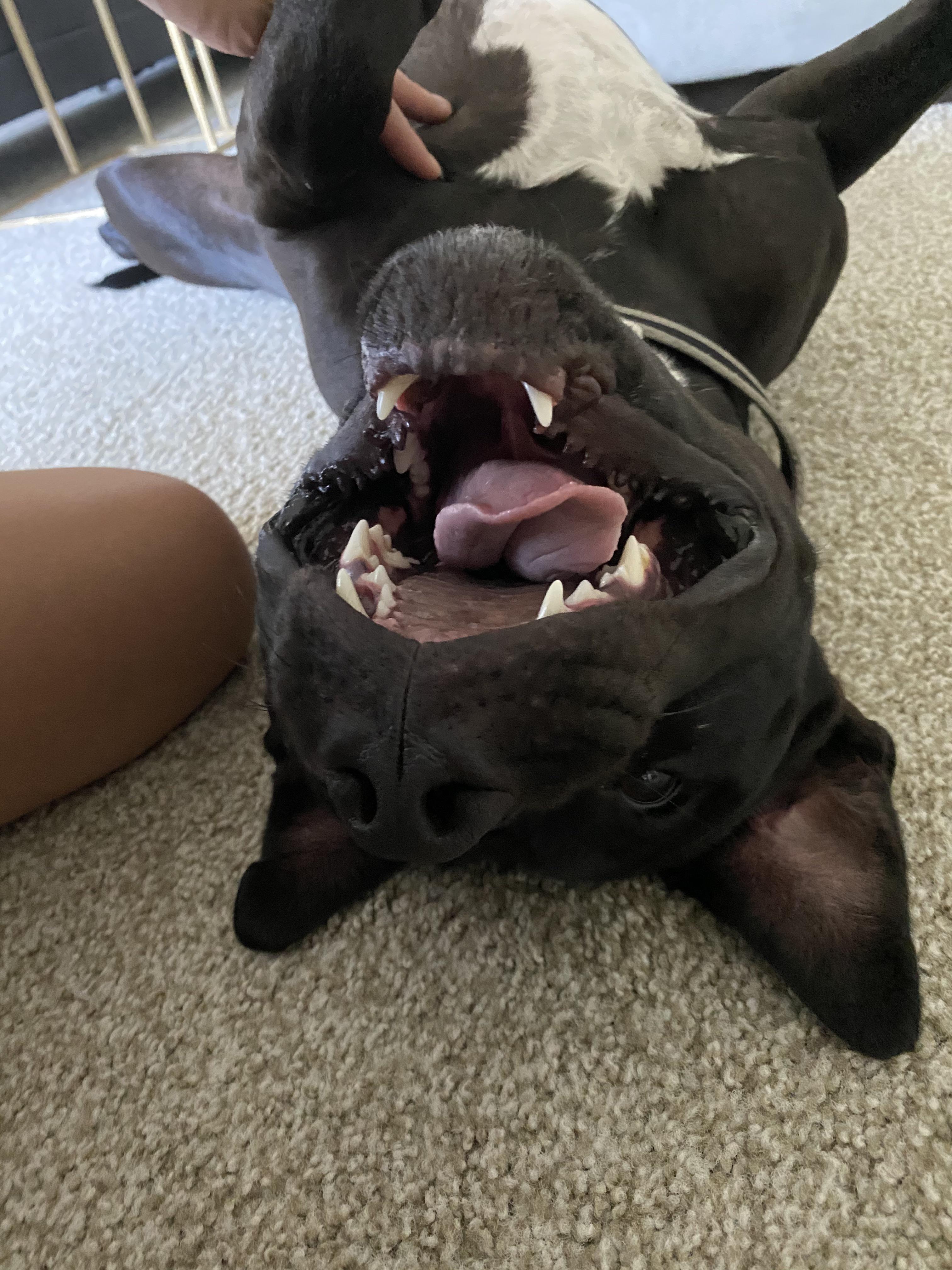 Meet chungus. 1/2 velvet hippo, 1/2 fancy bat | Scrolller