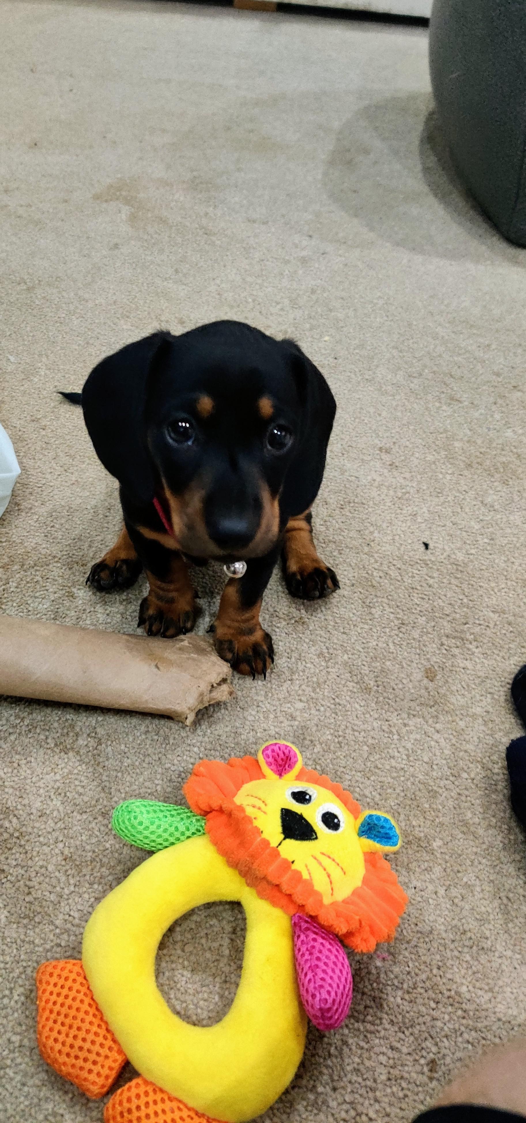 Meet Coco | Scrolller