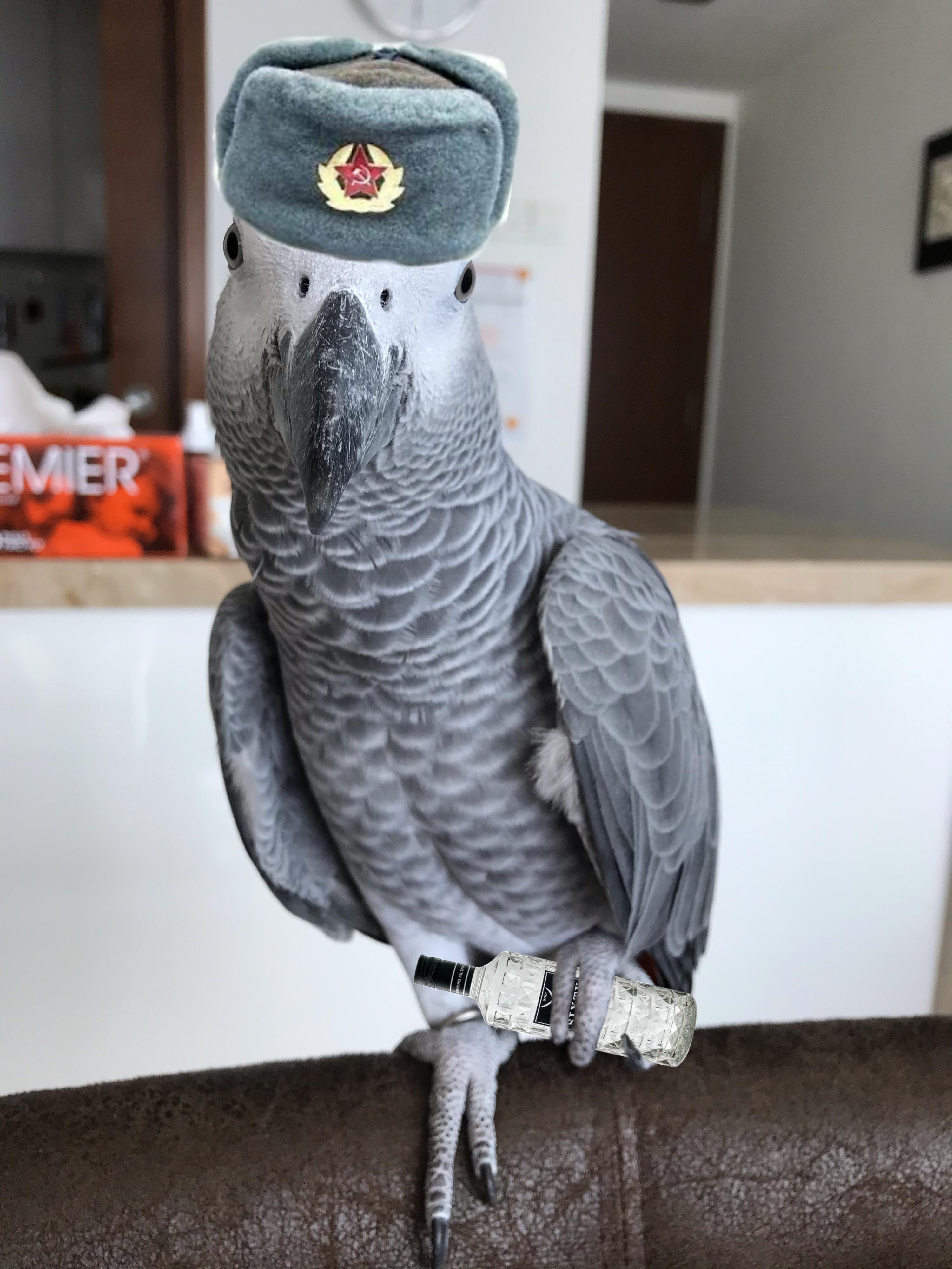 meet comrade birb | Scrolller