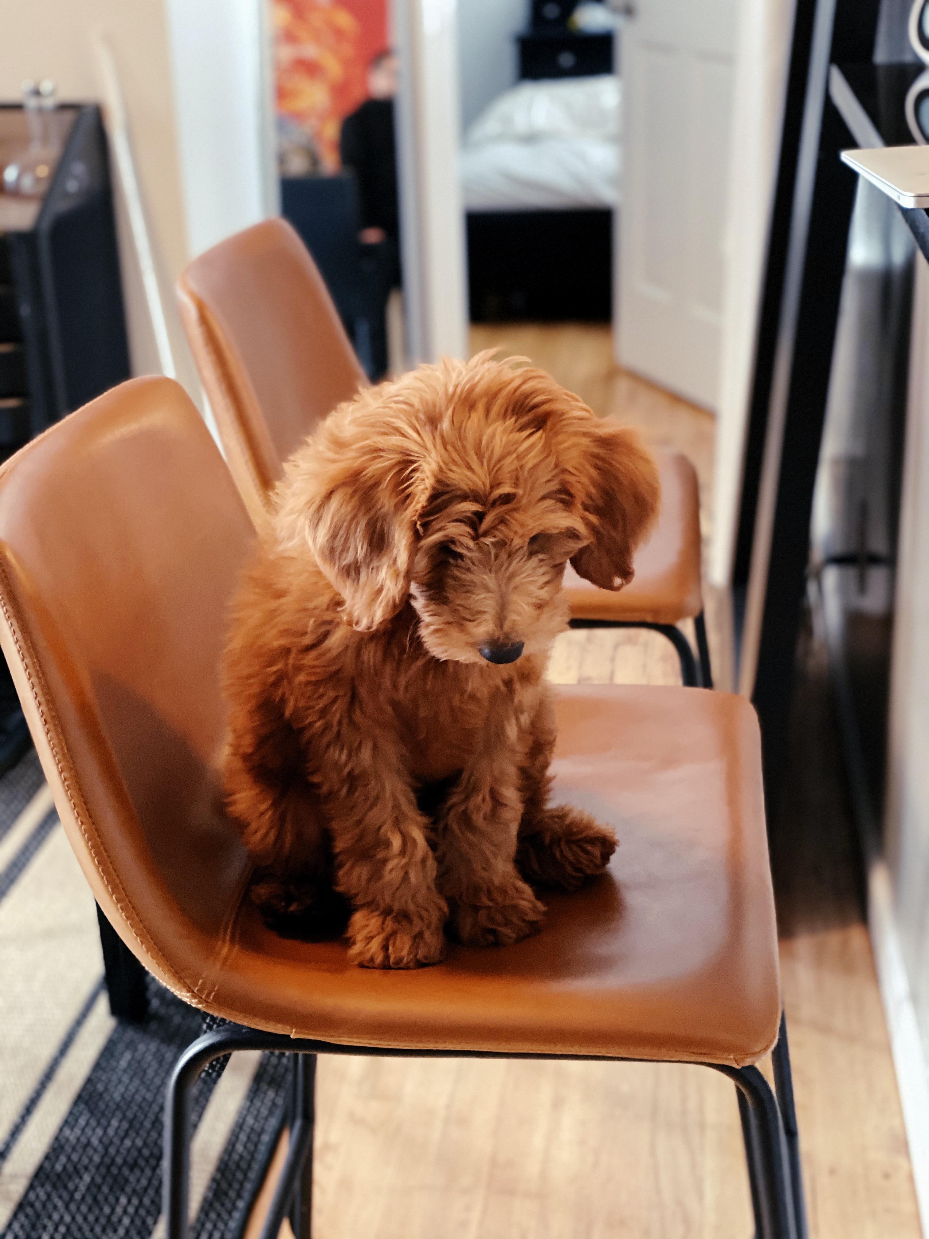 Meet Cooper! 2 months old! | Scrolller