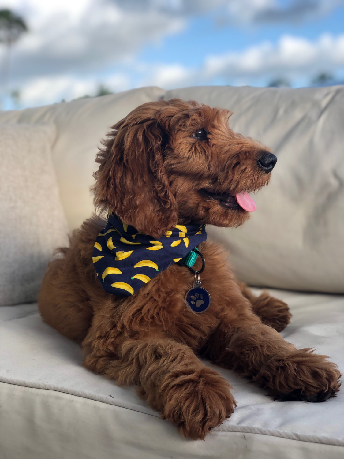 Meet Cooper | Scrolller