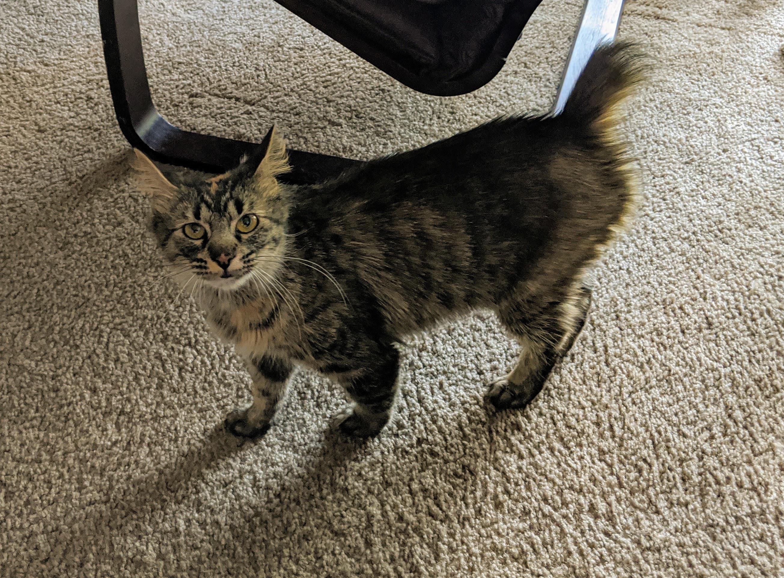 Meet Cricket! | Scrolller