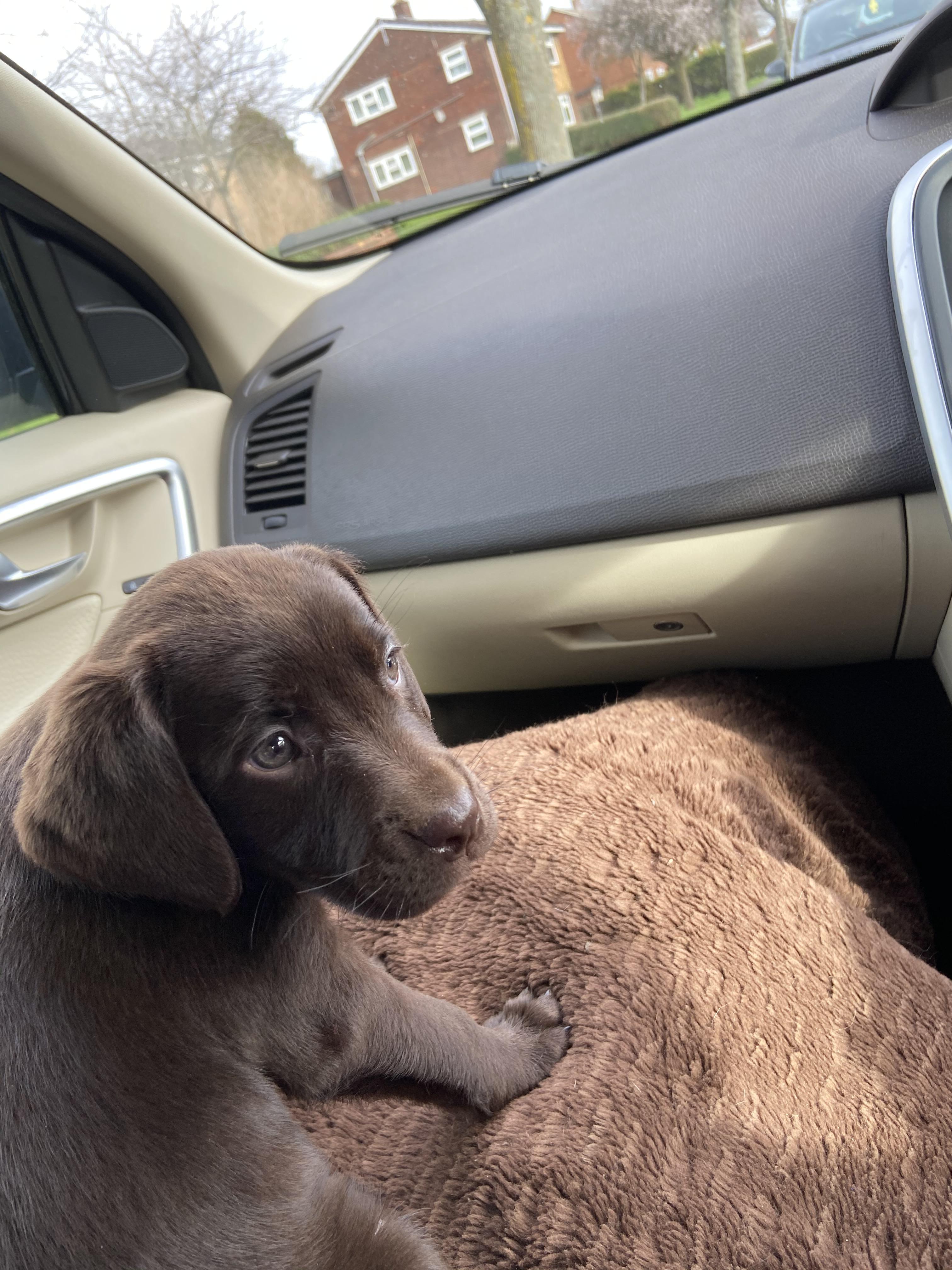 Meet Daisy. | Scrolller