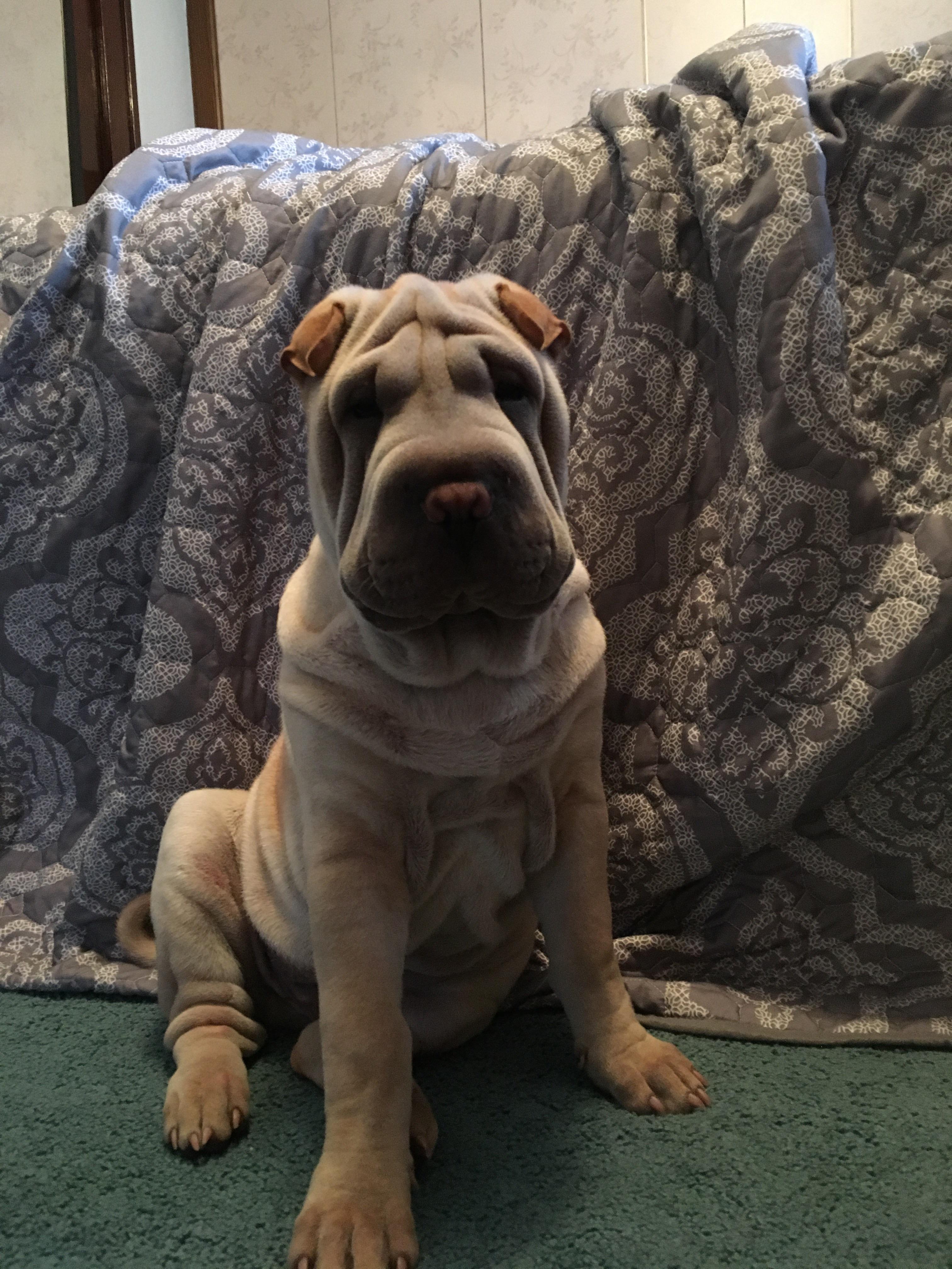 Meet Dave | Scrolller