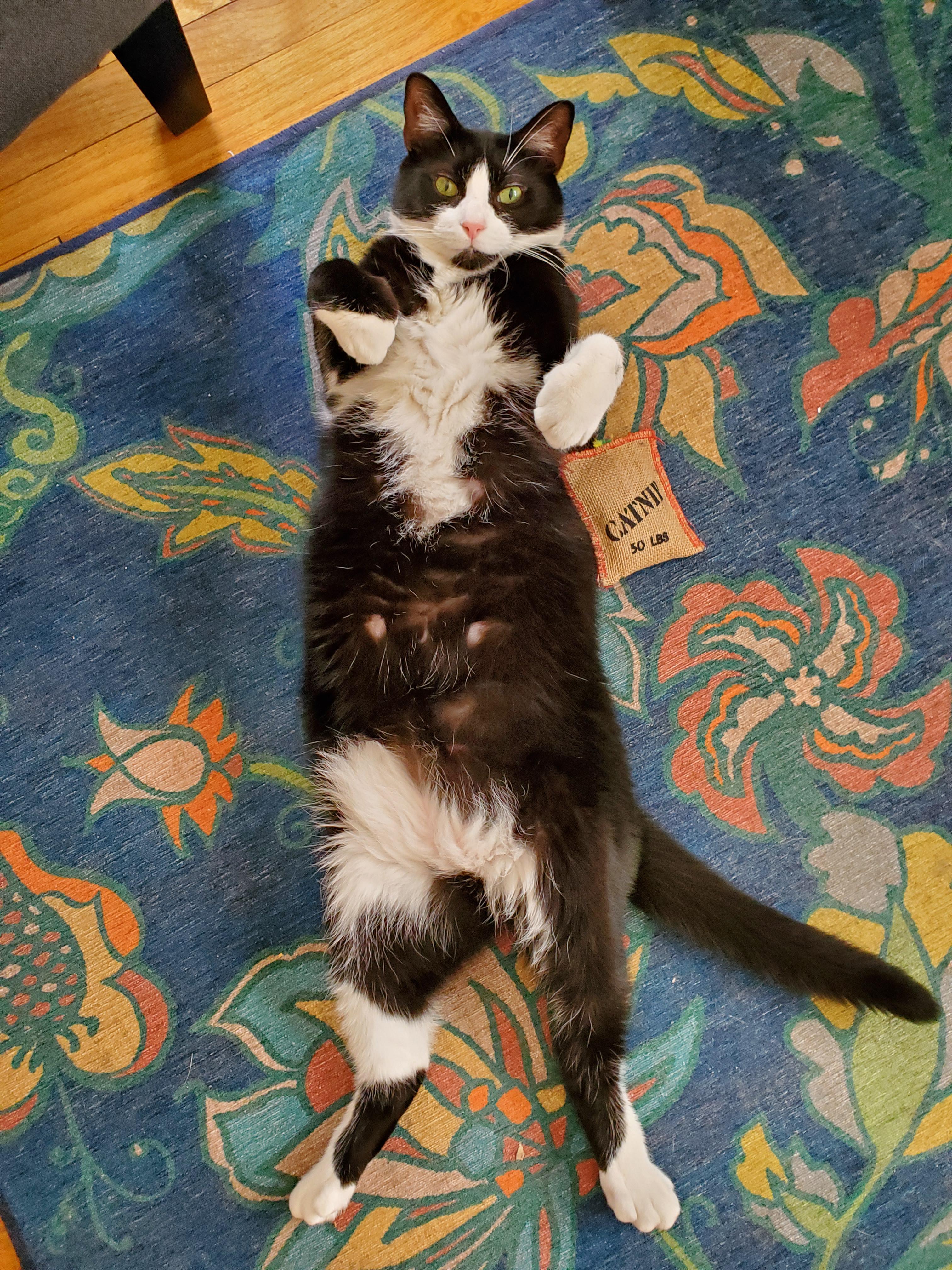 Meet Dave. Meet Dave's belly. | Scrolller