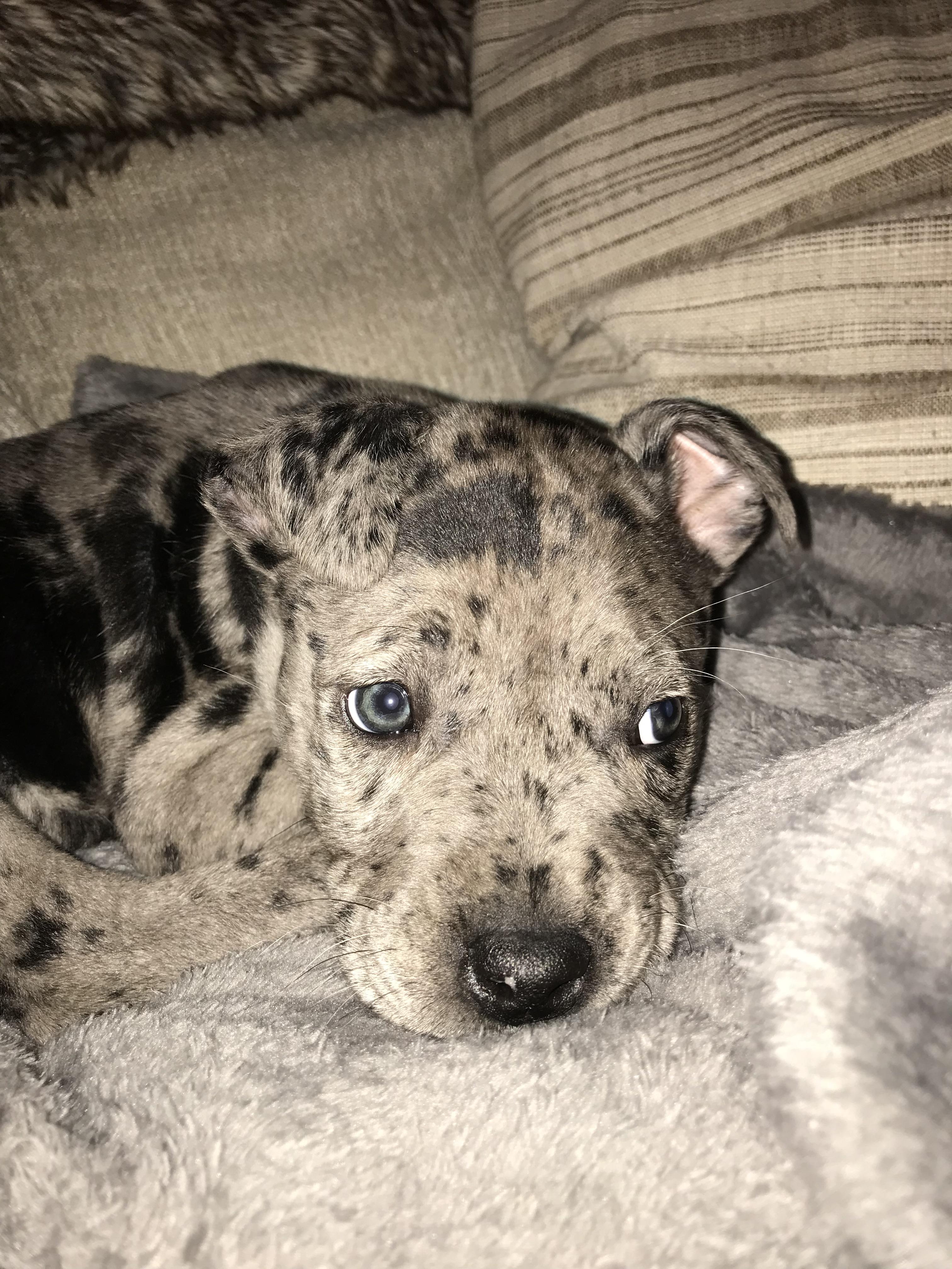 Meet Delta. | Scrolller