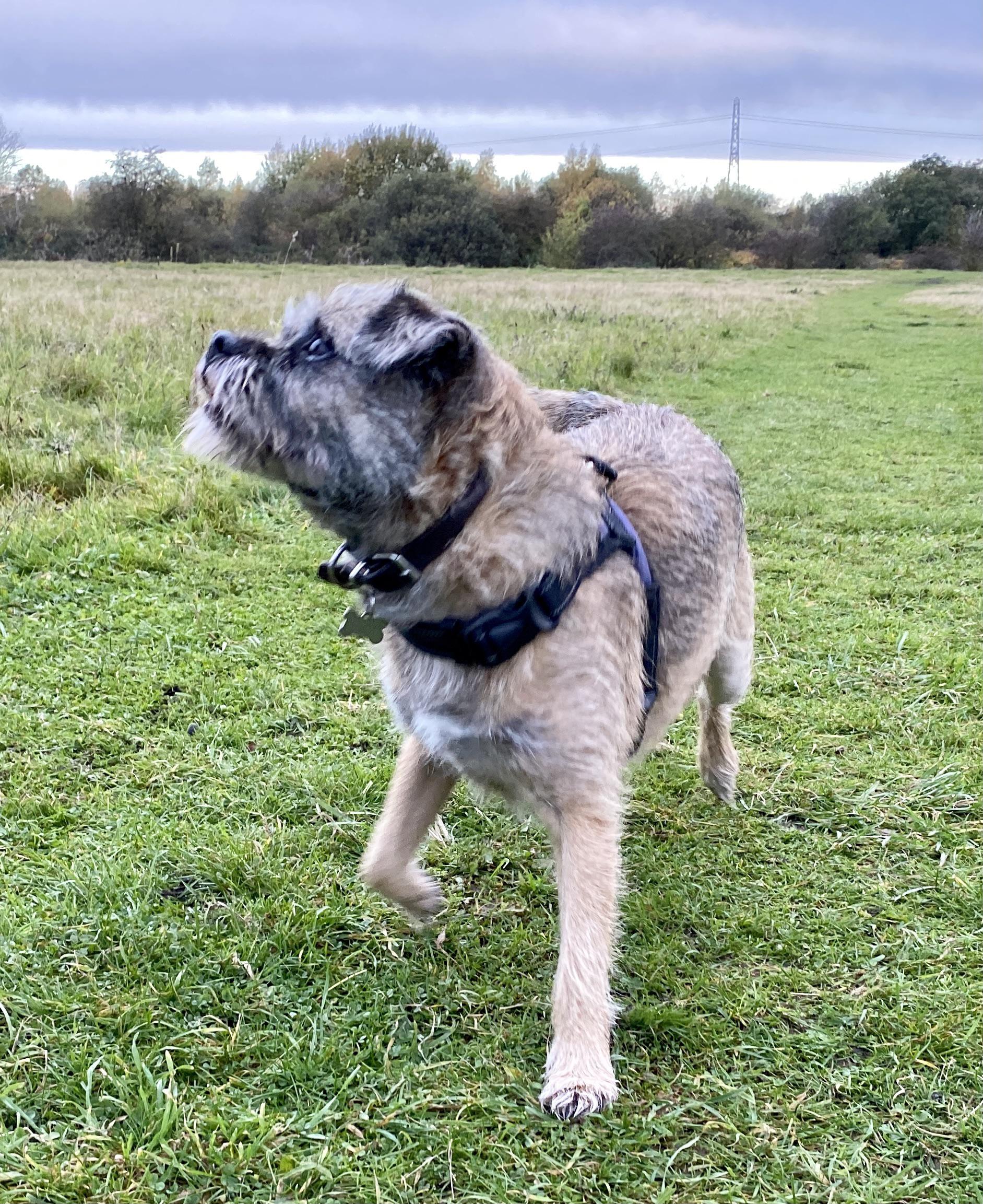 Meet Dolly | Scrolller