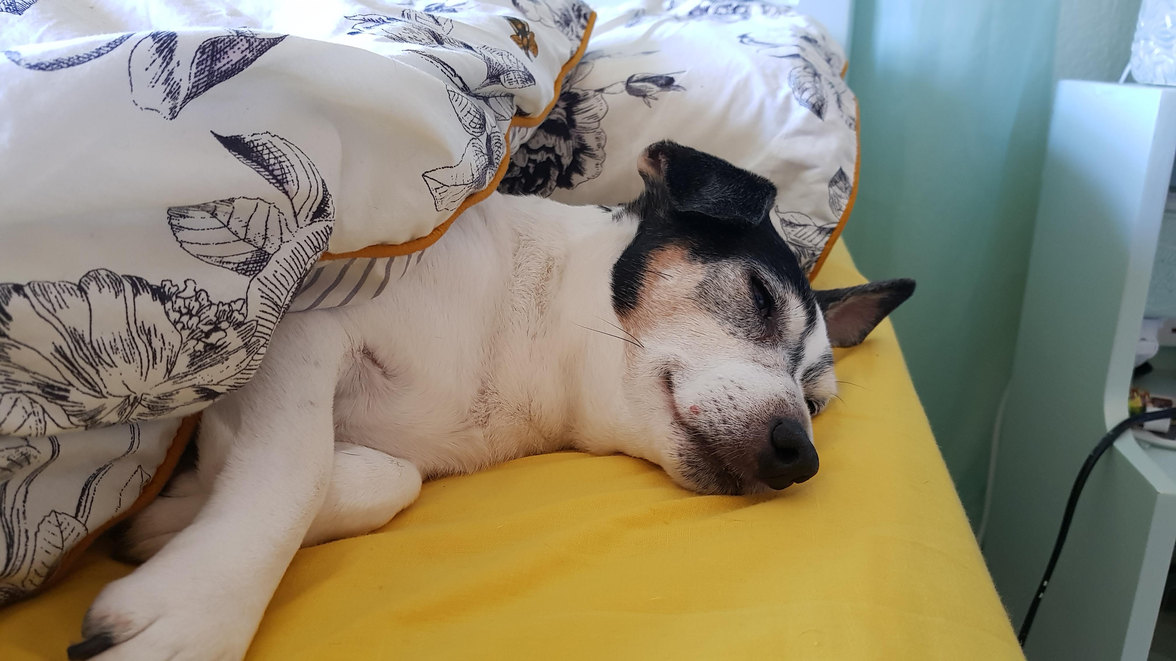 Meet Dolly! The 18 year old JRT 😍 | Scrolller