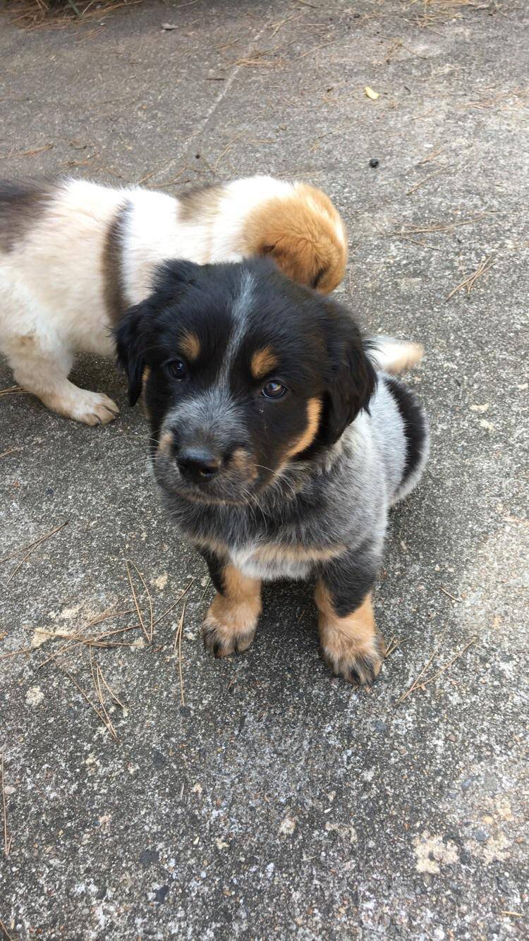 Meet Duke | Scrolller