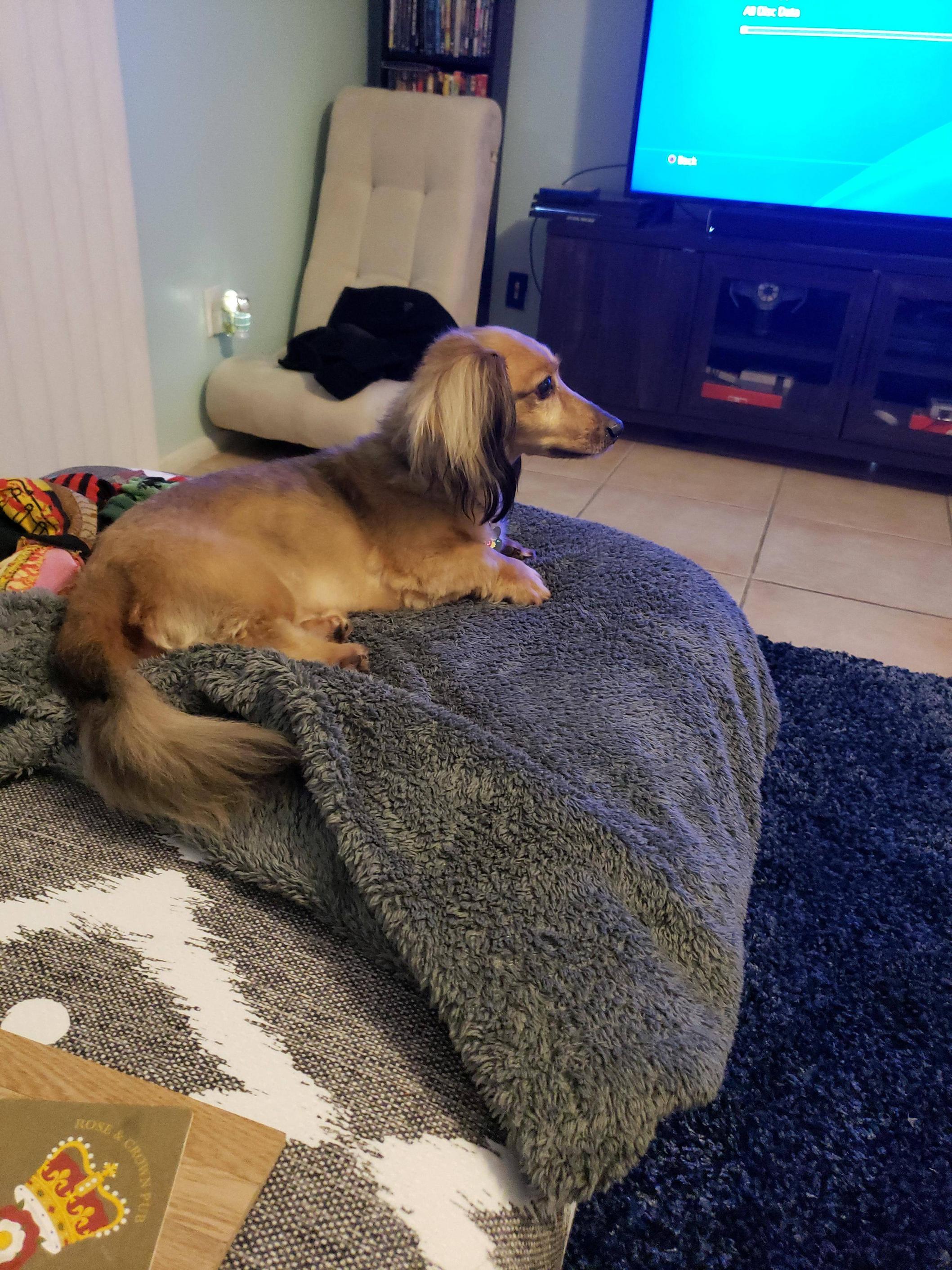 Meet Duke. | Scrolller