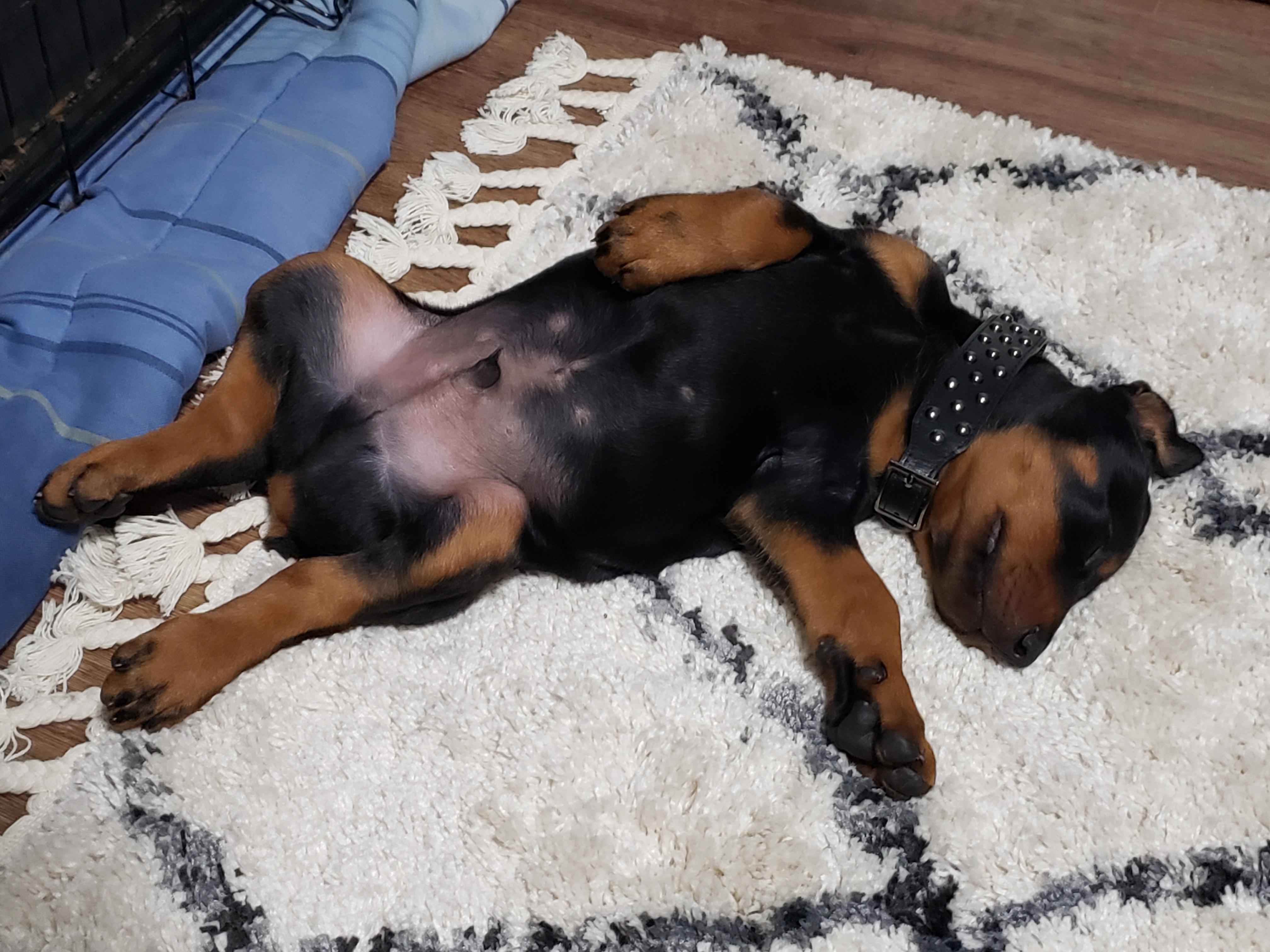 Meet Duke, this is his favorite sleeping position | Scrolller