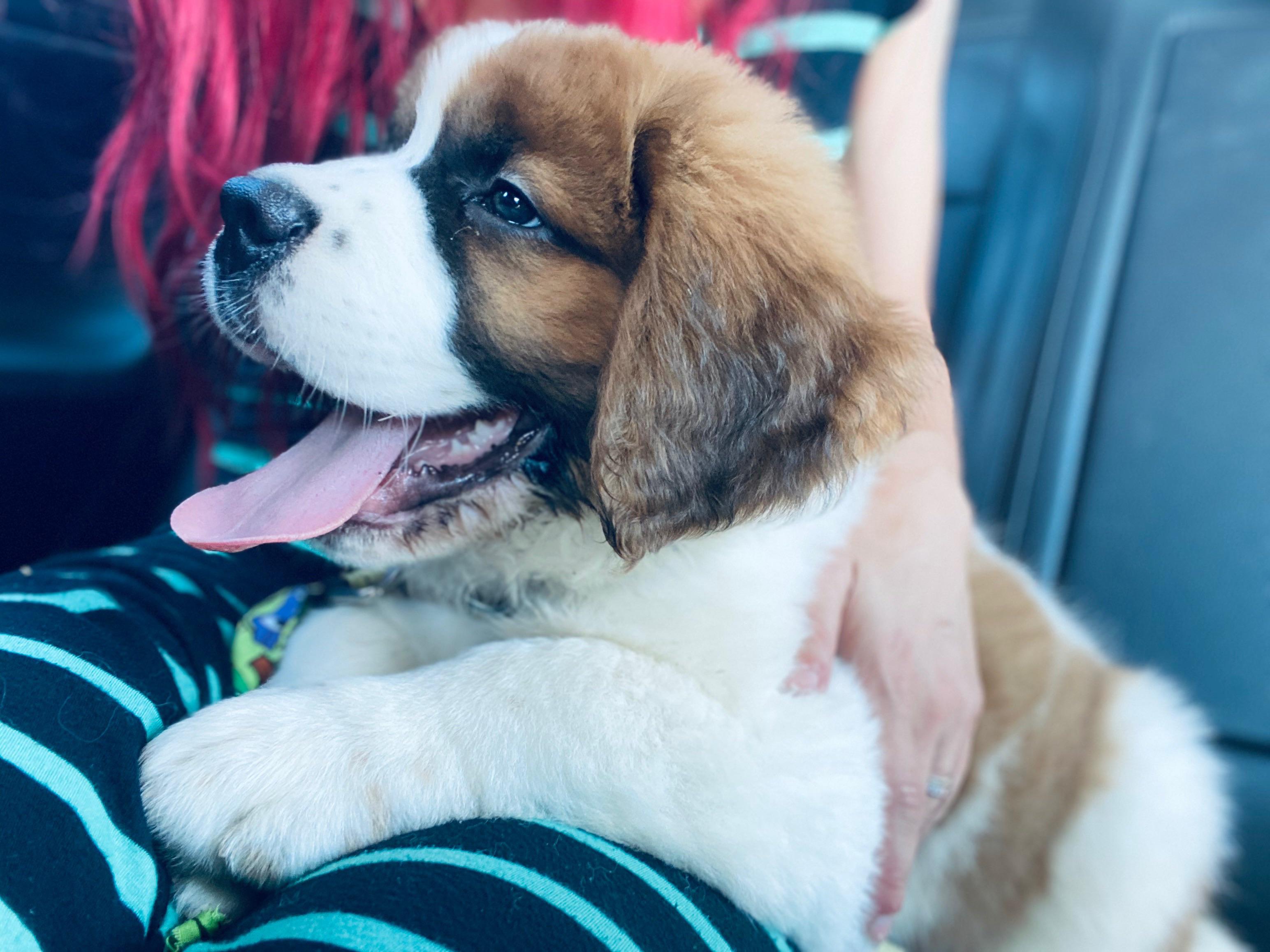 Meet flapjack, just picked up today! | Scrolller