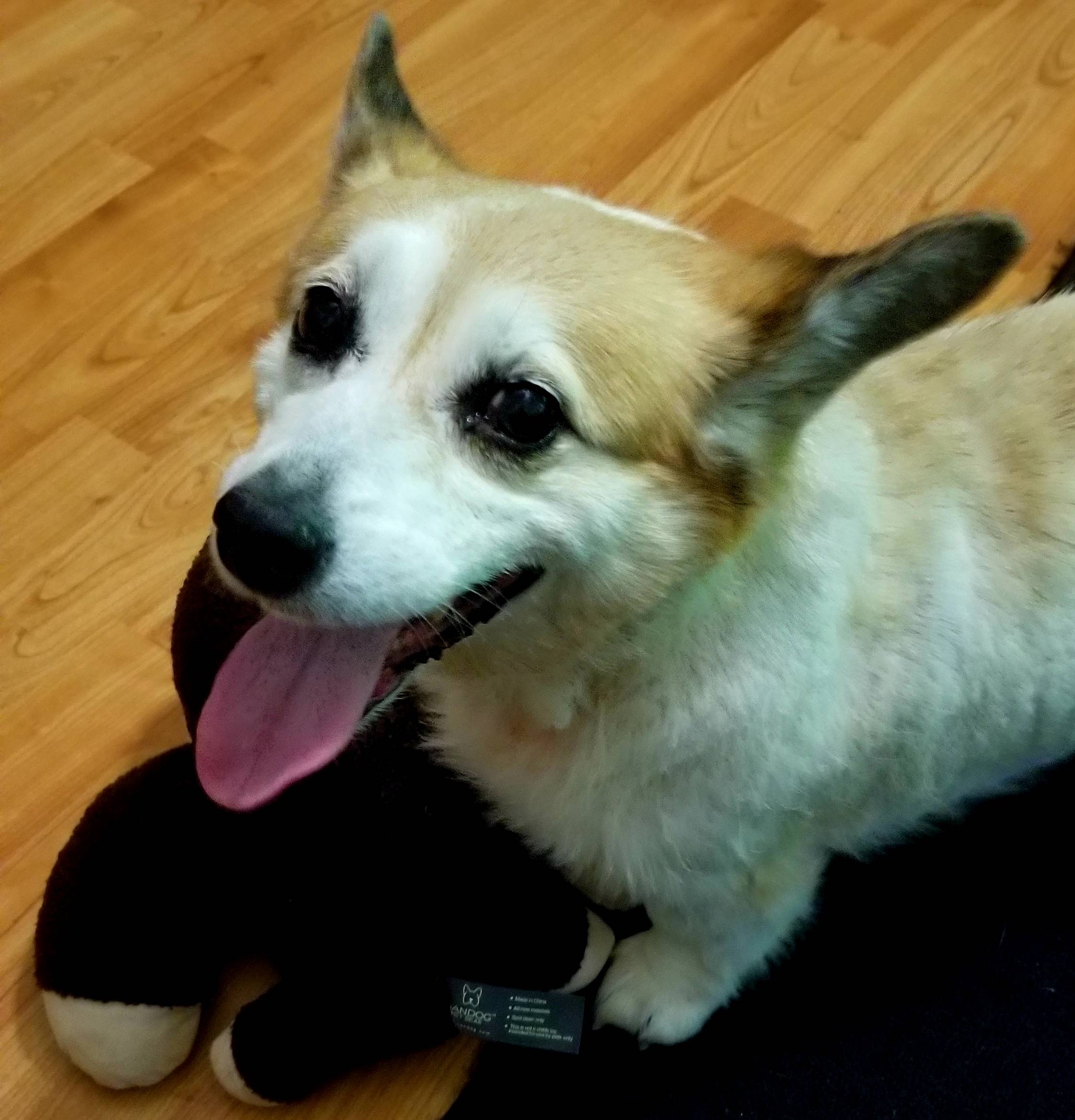 Meet Foxy | Scrolller