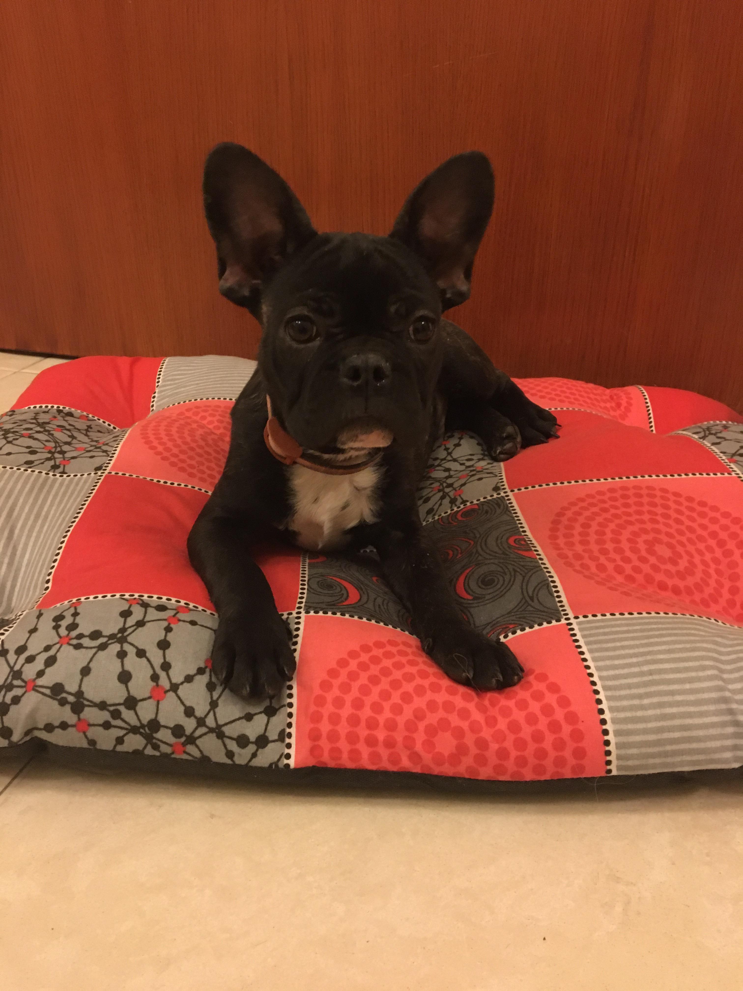 Meet Frankie G! | Scrolller