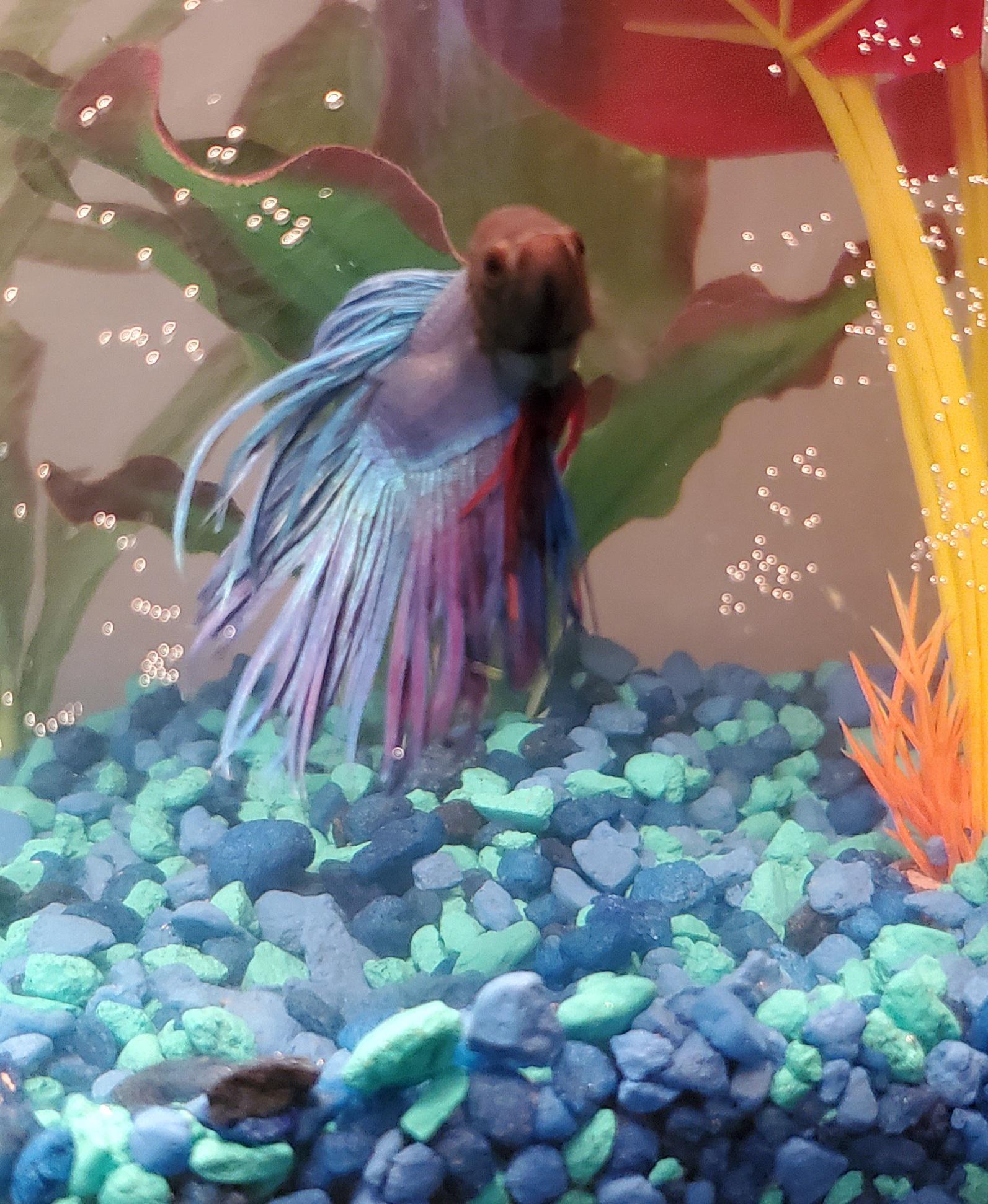 Meet Frankie...my first Betta ! So glad to have rescued him from living in a darn cup. He is ...