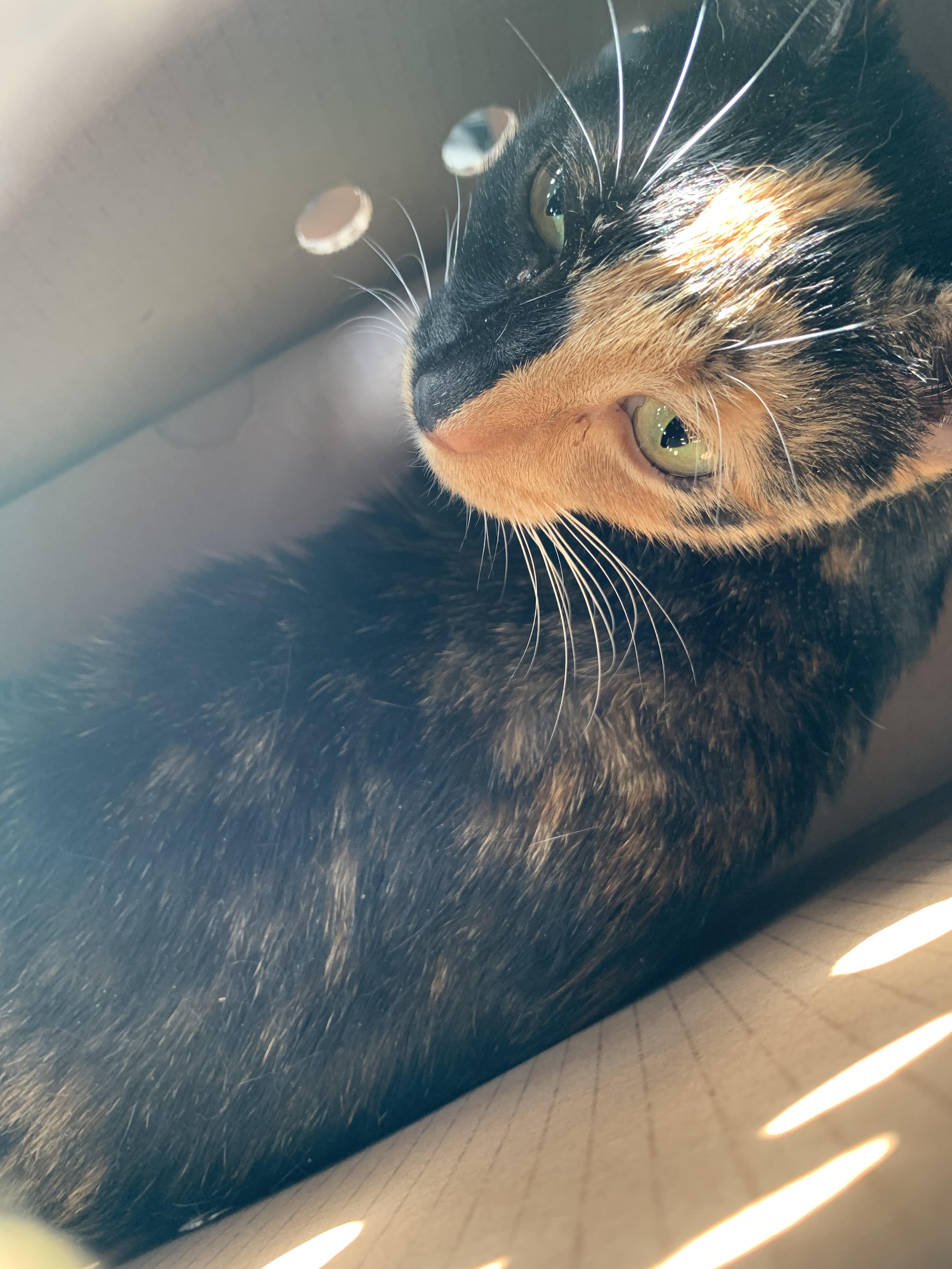 Meet Gemini! I just adopted her today :-) | Scrolller