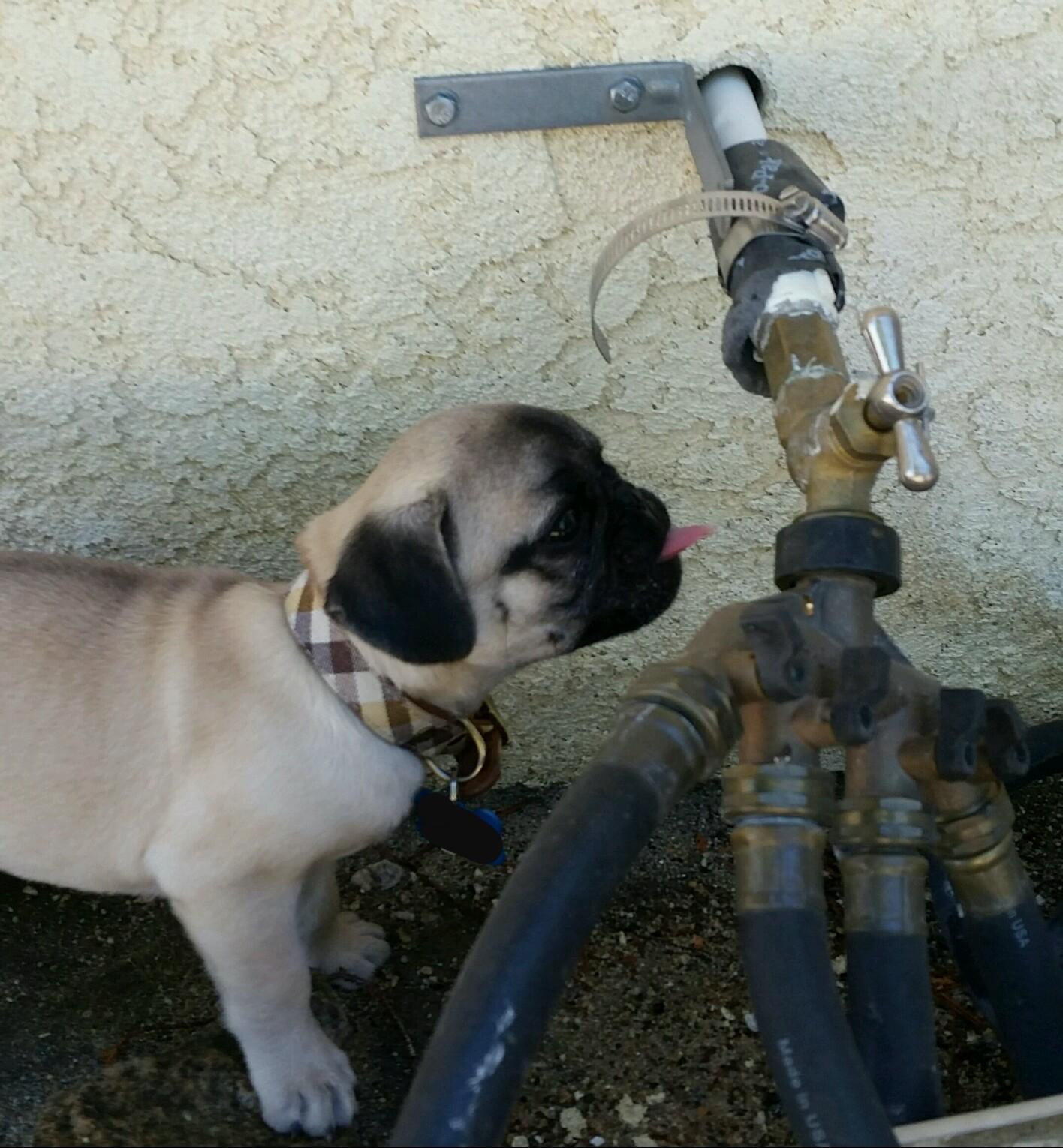 Meet George! 😝 | Scrolller