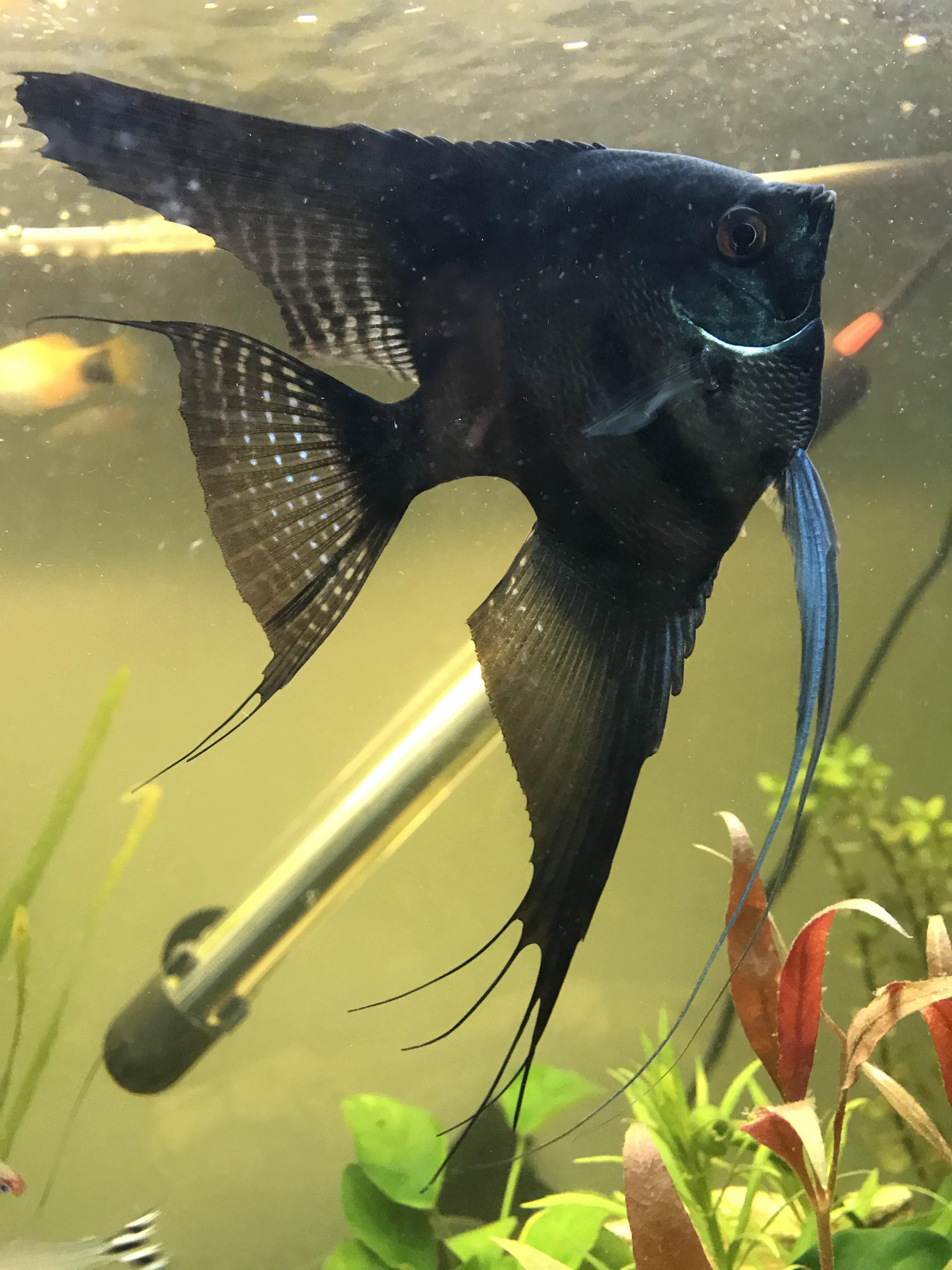 Meet Grim. | Scrolller