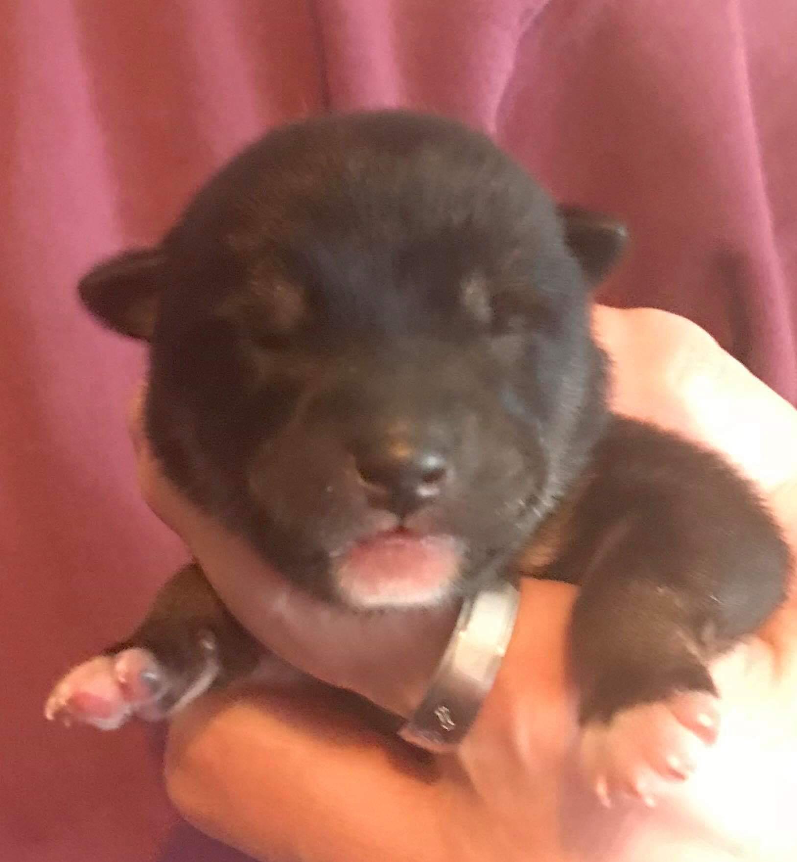 Meet Kōtarō! He was born on the 20th! Can’t wait for this little pupper to come home to me in a ...