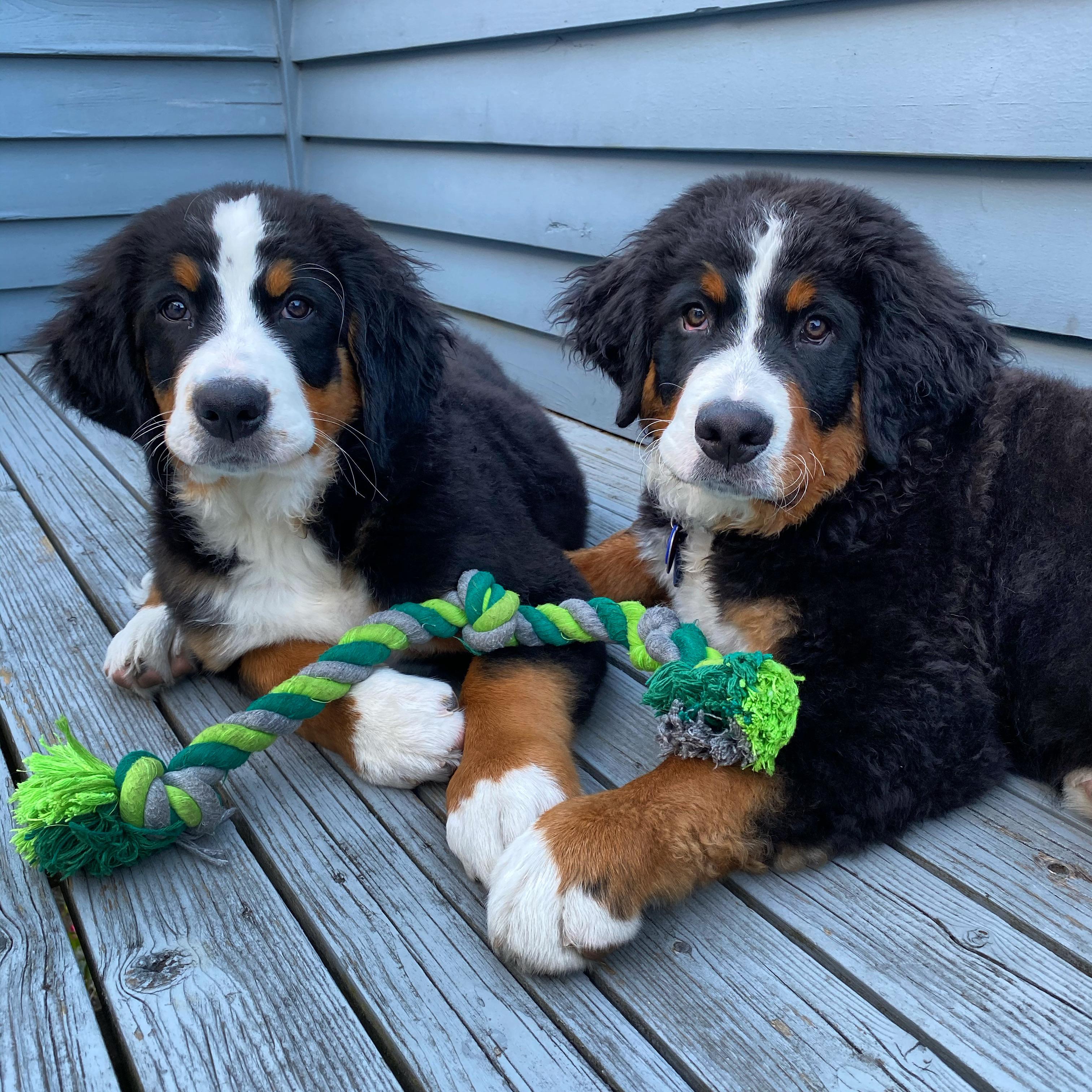 Meet Koda ( f 13 week) and Gunner (m 17 week) Bernese puppy best friends ! | Scrolller