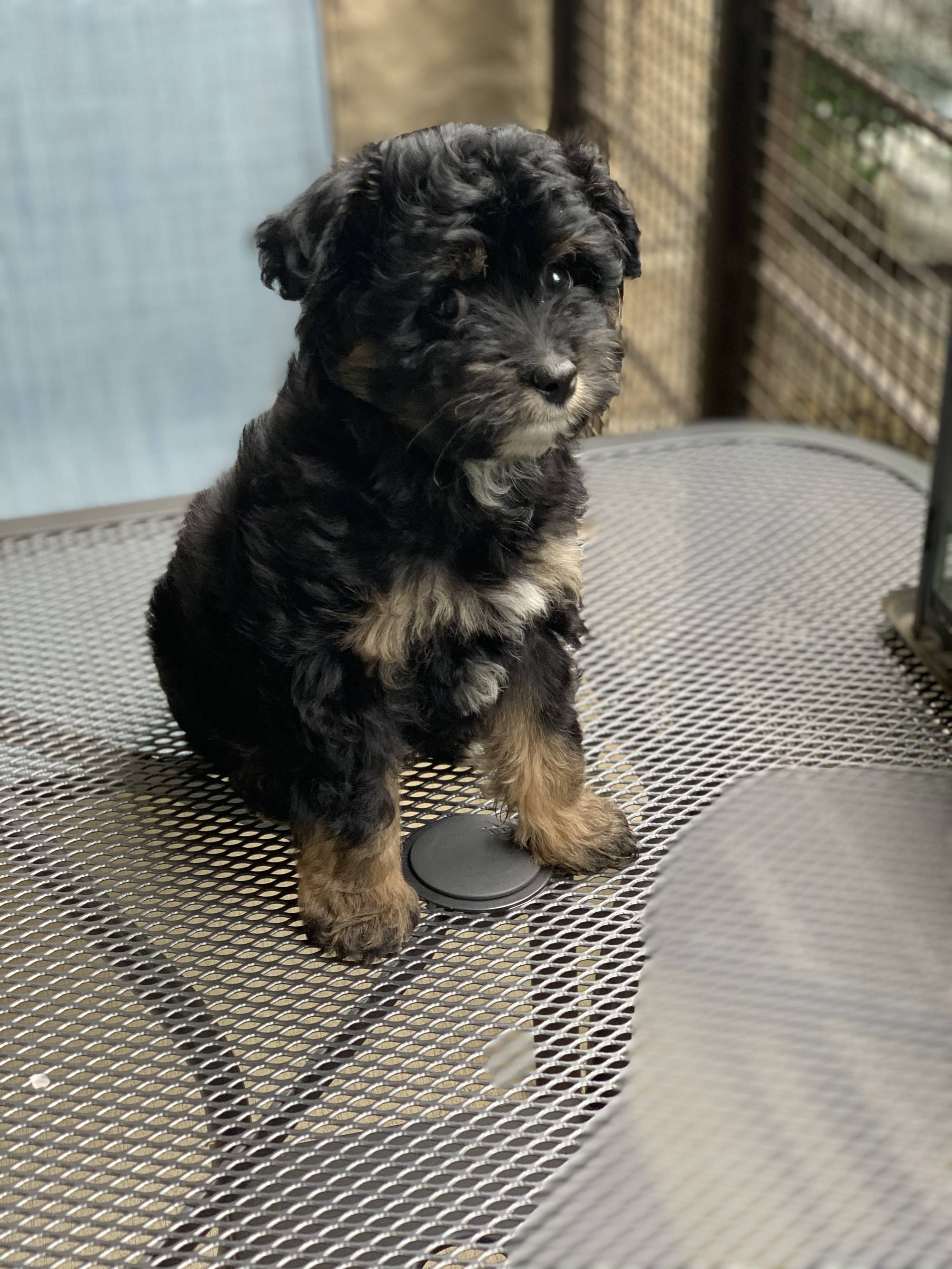 Meet Koko | Scrolller