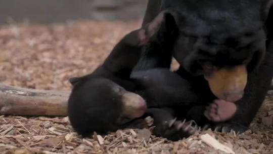 Meet Kyra! UK's first baby sun bear! | Scrolller